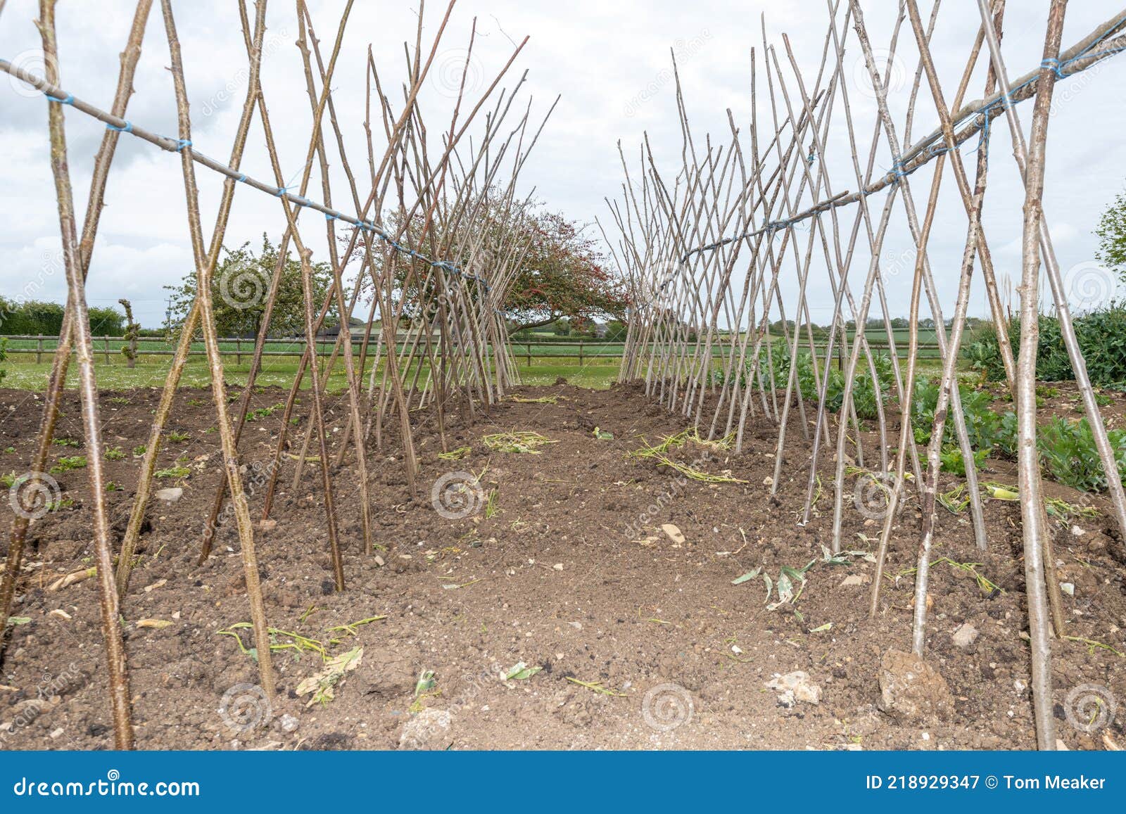 Bean sticks stock image. Image of horizontal, home, flora - 218929347
