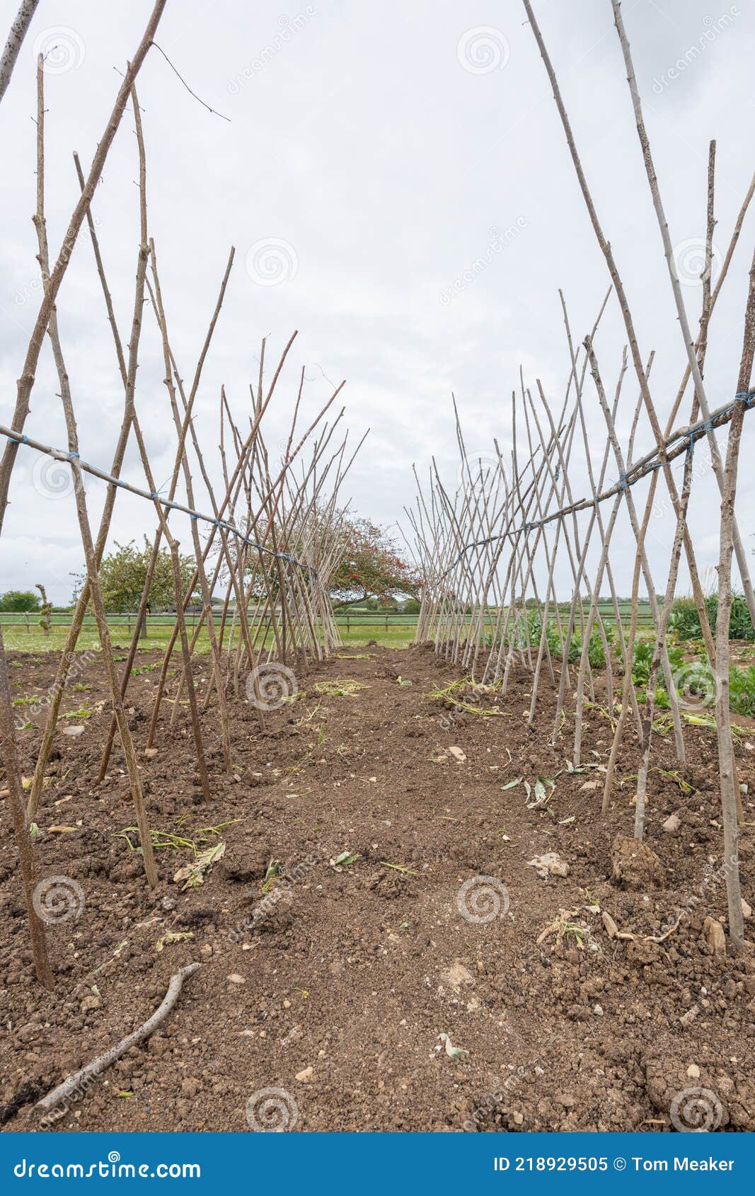 Bean sticks stock image. Image of bean, runner, outdoor - 218929505
