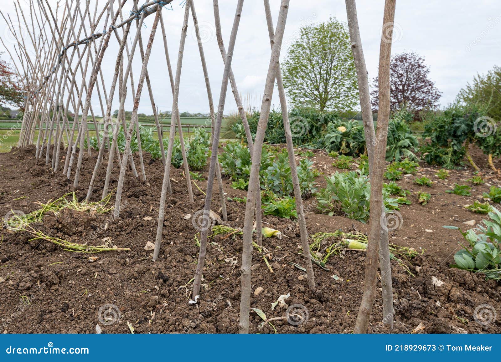 Bean sticks stock image. Image of outdoors, close, frame - 218929673