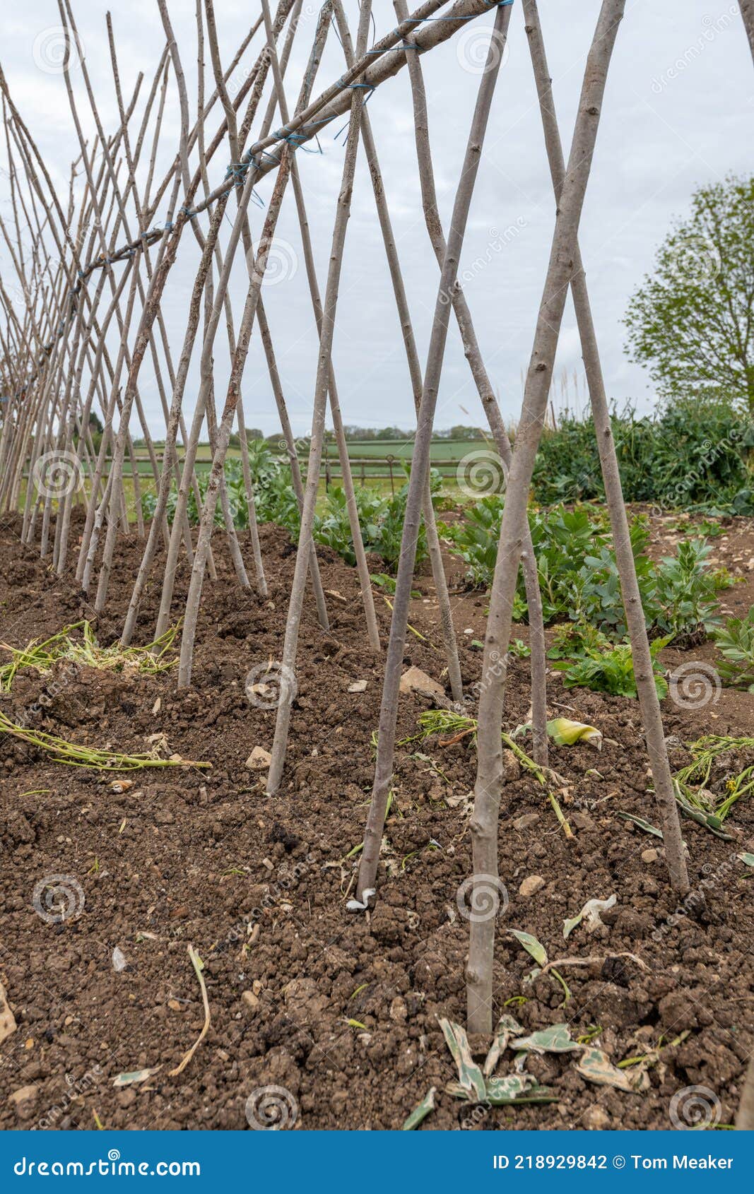 Bean sticks stock photo. Image of outdoor, improvised - 218929842