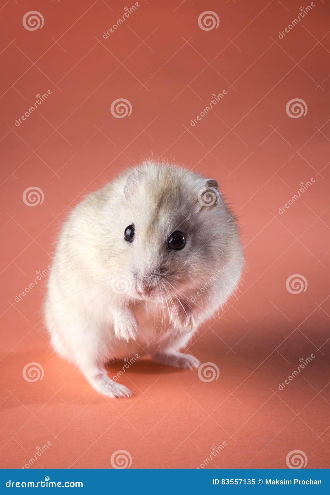 Home Mouse Standing on Its Hind Legs Stock Image - Image of active ...