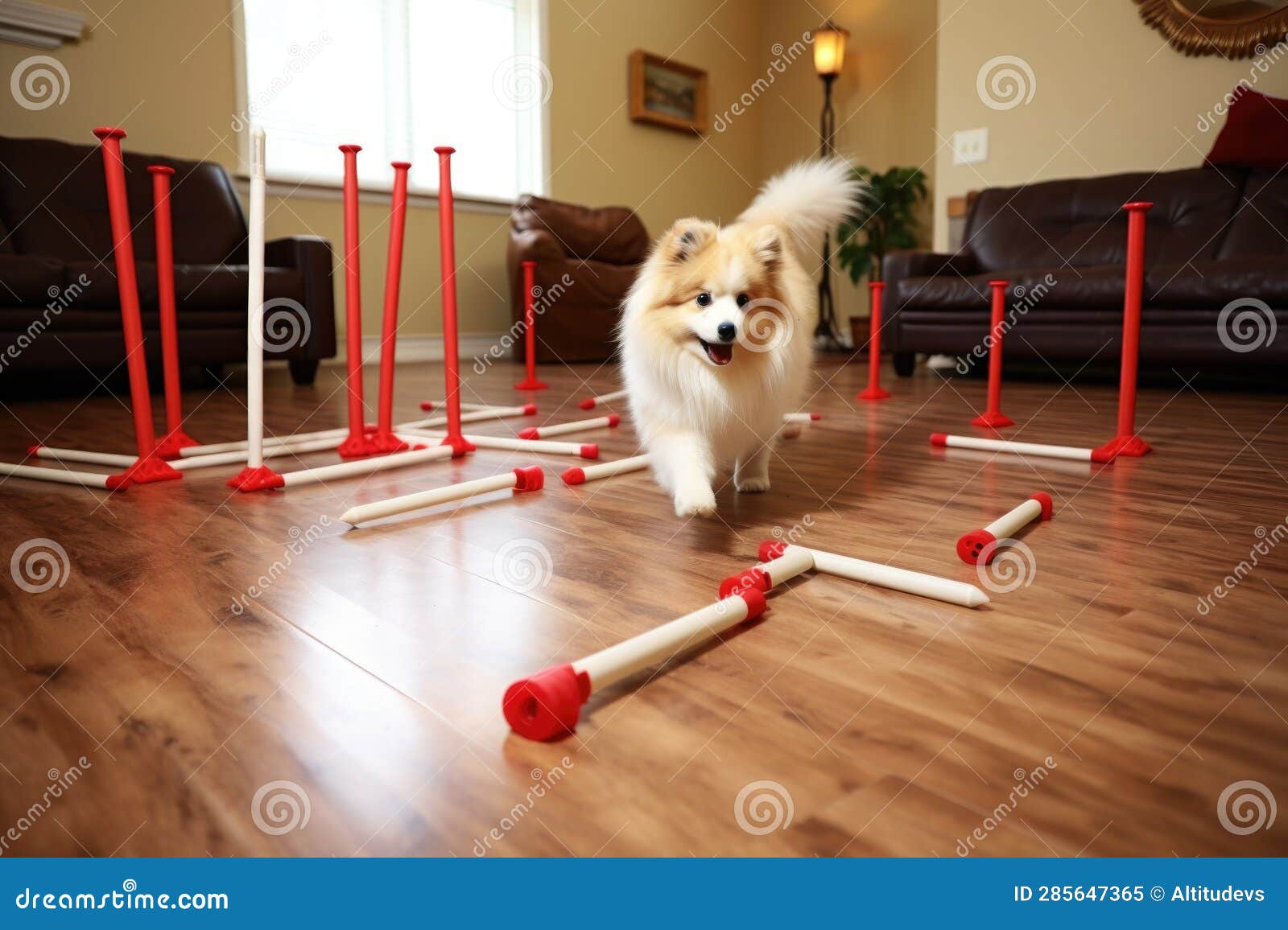 Home Obstacle Course Setup for Puppy Agility Training Stock ...