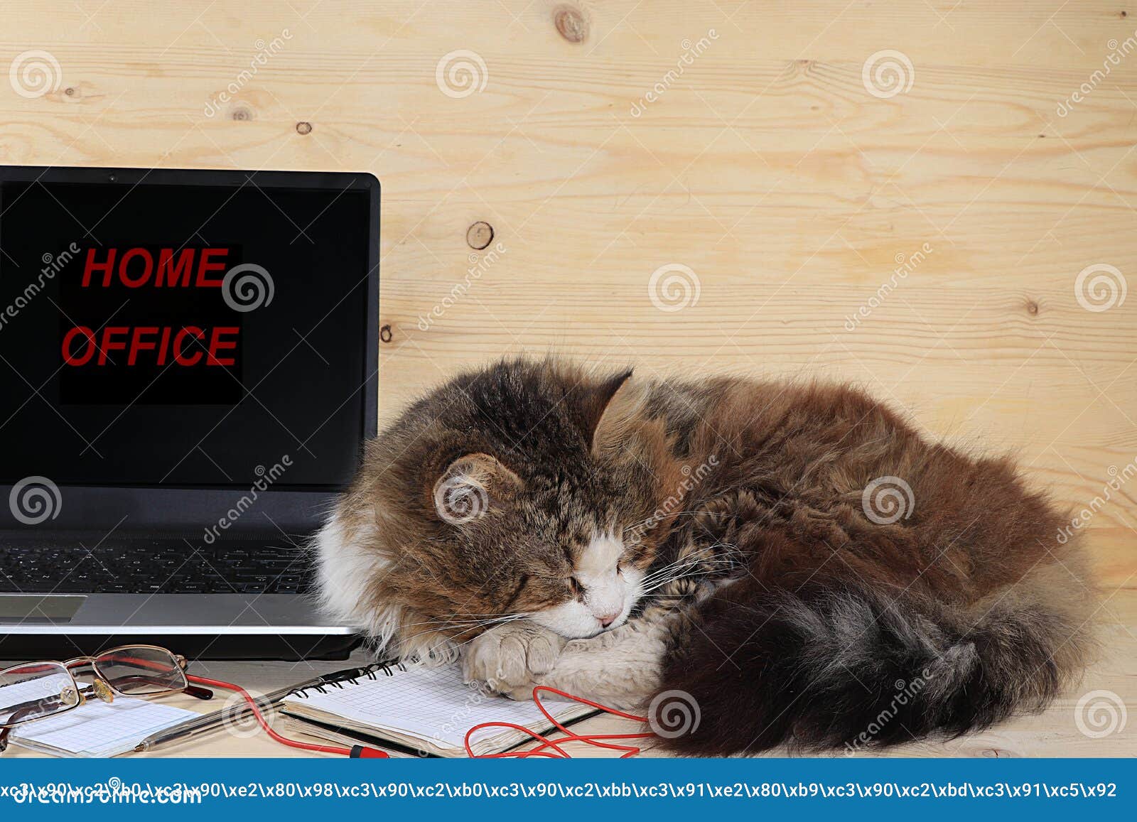Home Office, Sleeping Cat on the Computer, Concept of Stay at Home ...