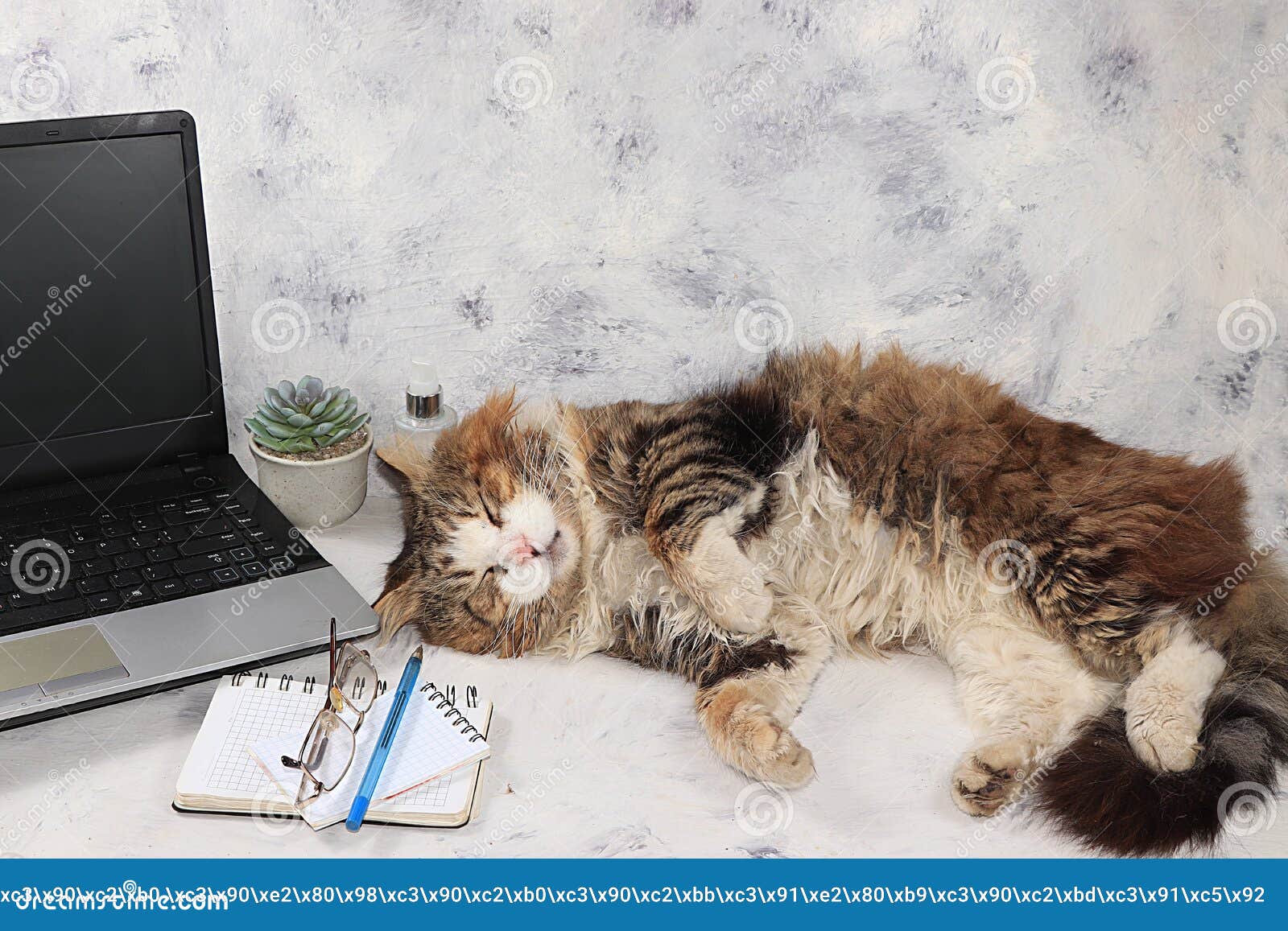 Home Office, Sleeping Cat on the Computer, Stay Home Concept ...