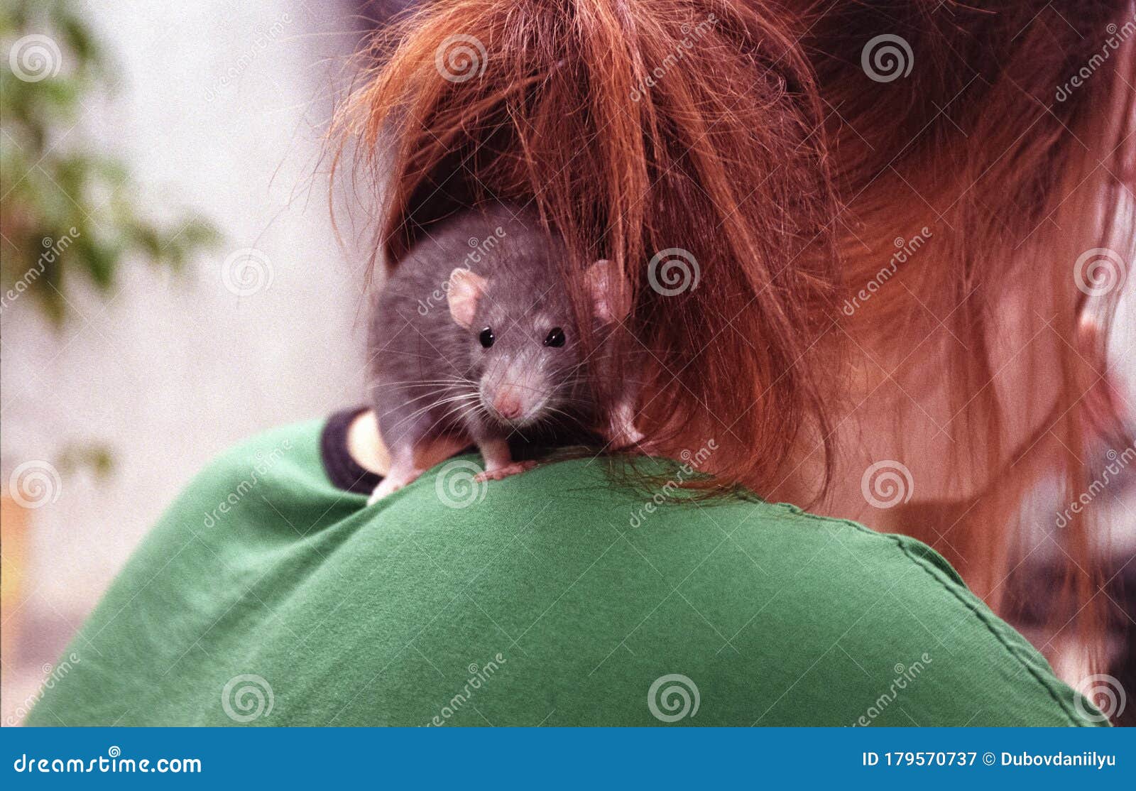 Home pet rat on shoulder stock image. Image of experiment - 179570737
