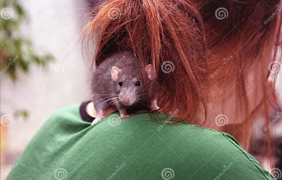 Home pet rat on shoulder stock image. Image of experiment - 179570737