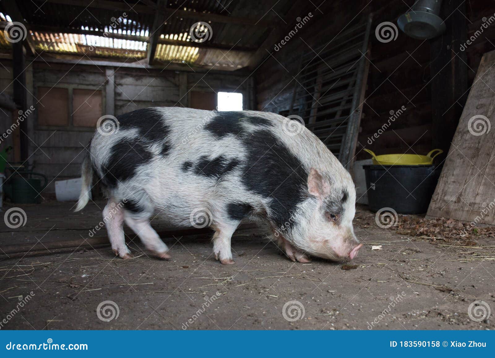Home pig stock photo. Image of farm, netherlands, happy - 183590158