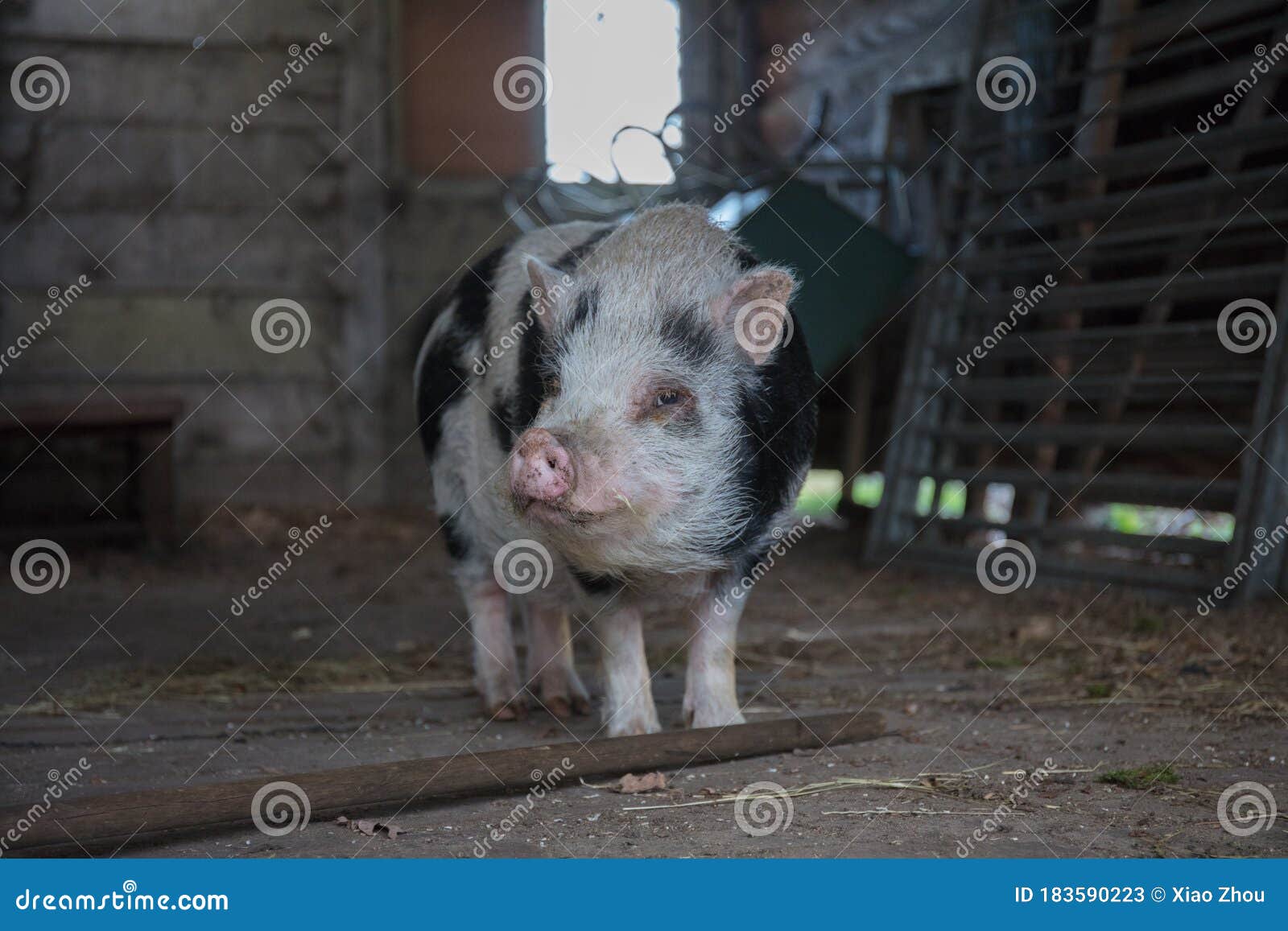 Home pig stock image. Image of netherlands, funny, smile - 183590223