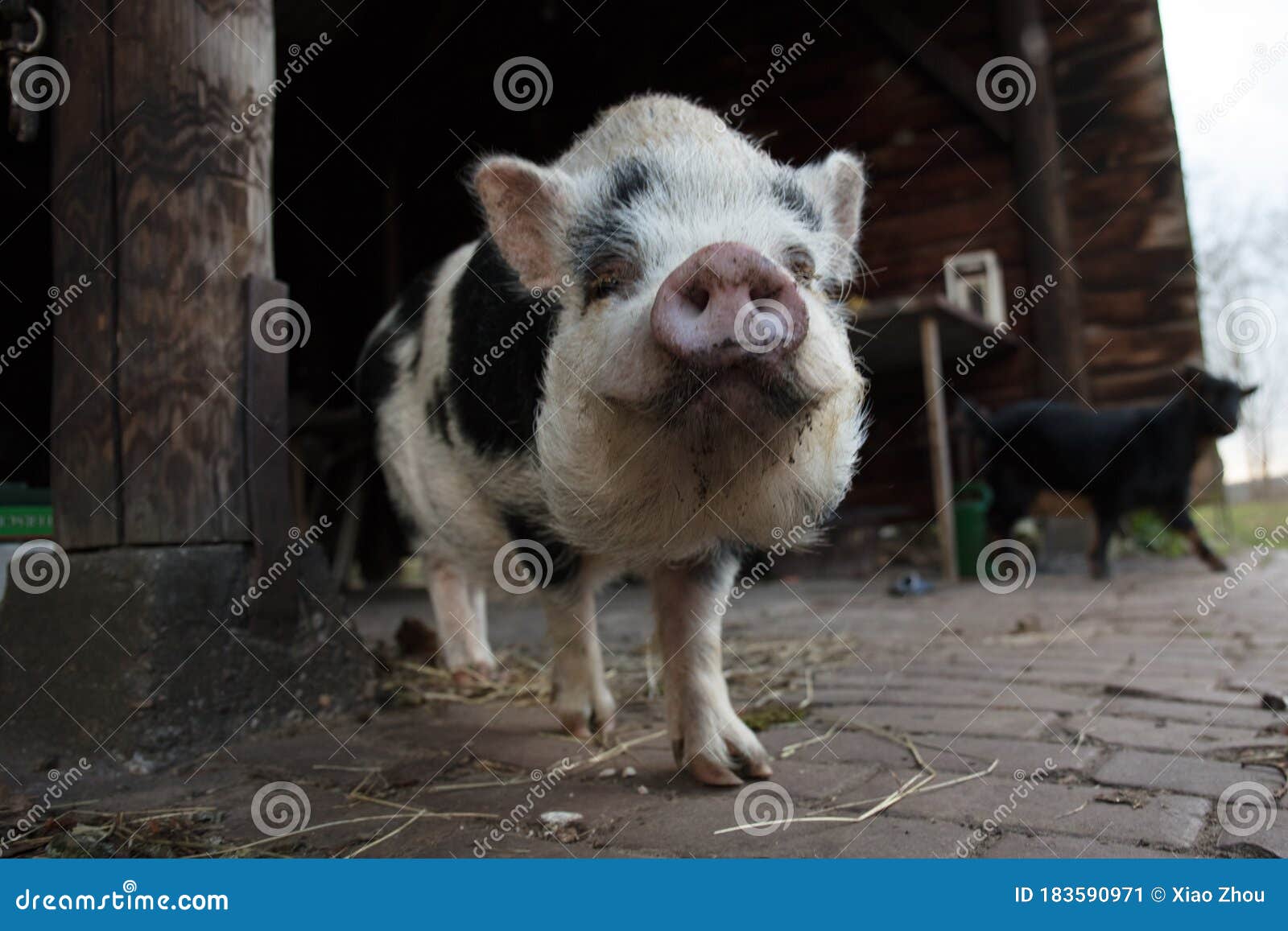 Home pig stock image. Image of pork, home, hair, barn - 183590971