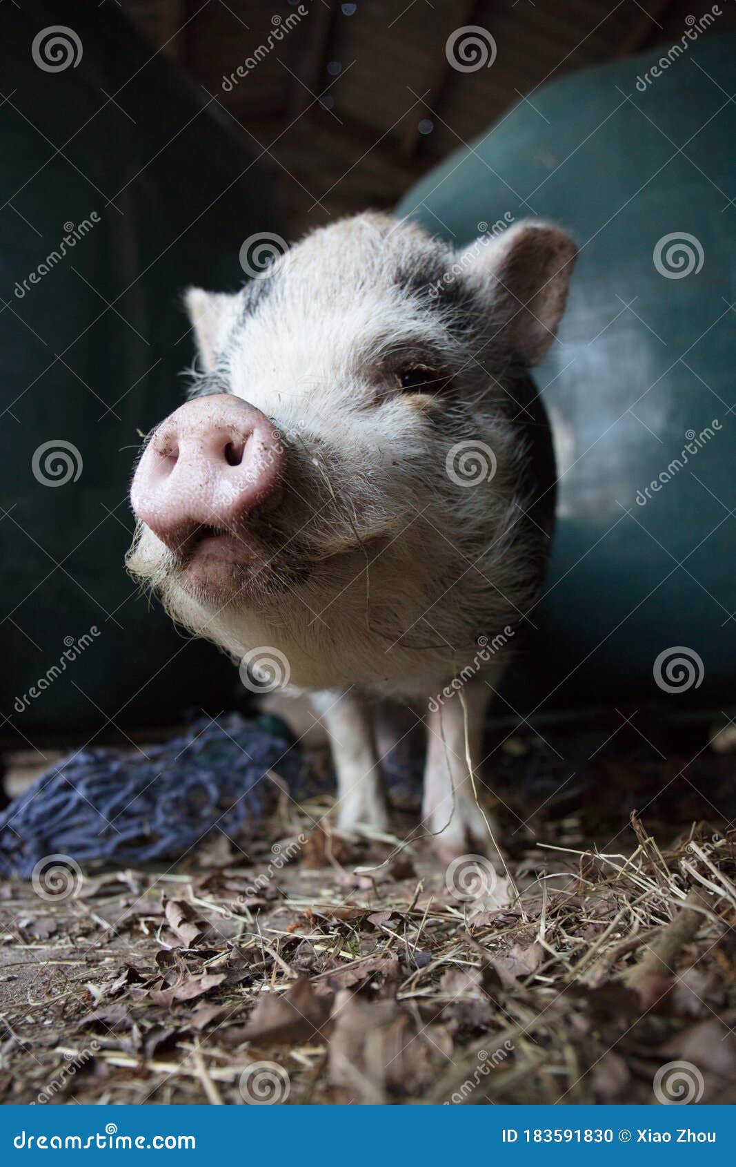 Home pig stock photo. Image of fence, funny, smile, netherlands - 183591830