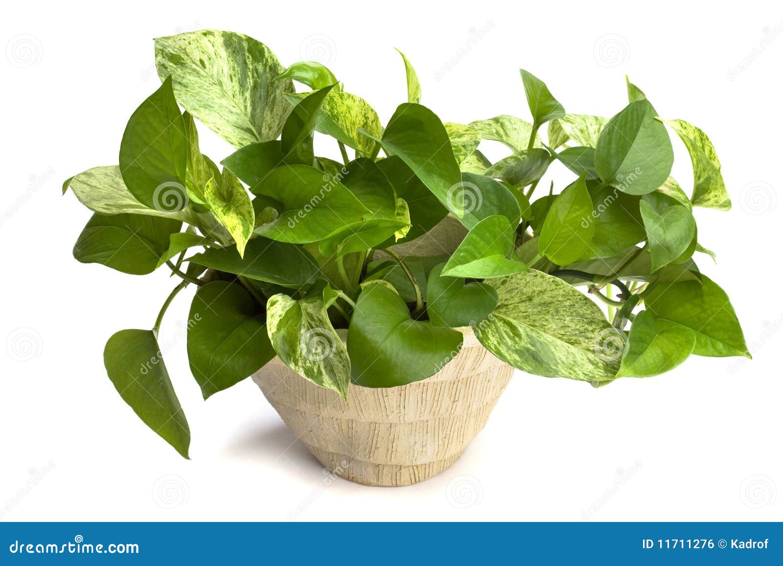 Ampel Home Stock Photos - Free & Royalty-Free Stock Photos from Dreamstime