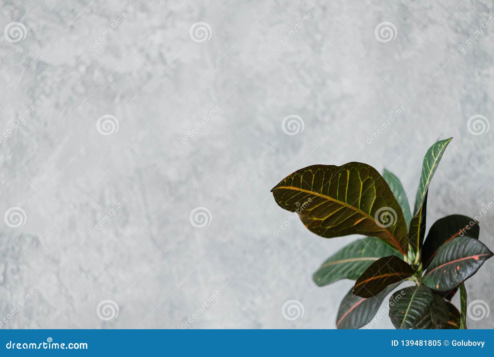 Home Plant Decor Design Rubber Plant Foliage Stock Image - Image of ...