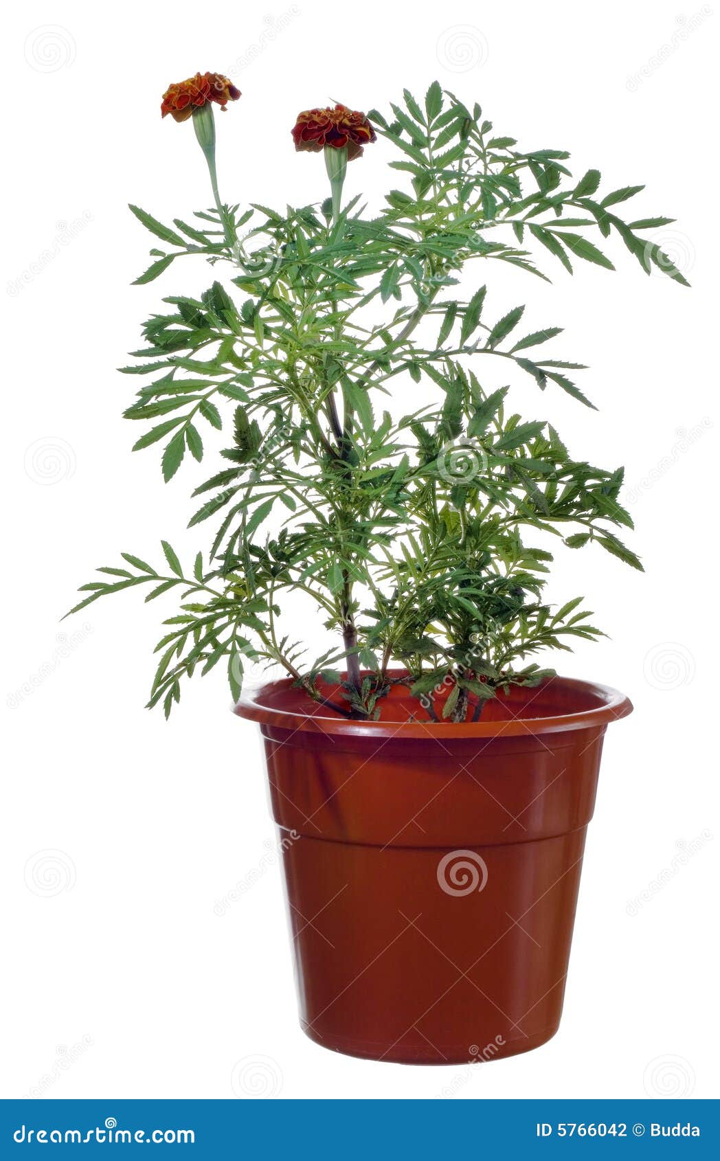 Home plant in flowepot stock photo. Image of farming, home - 5766042