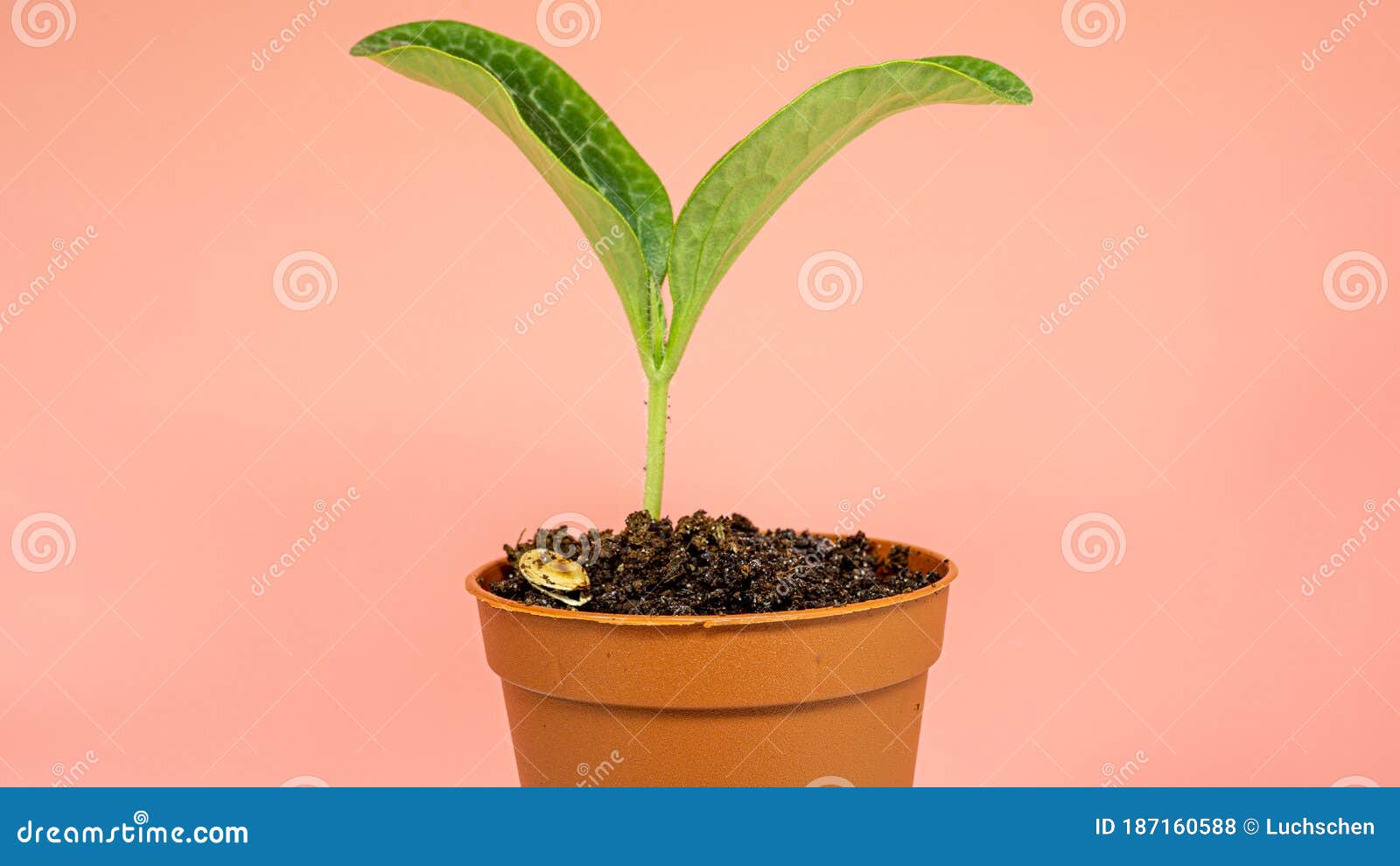 Home Plant in a Flower Pot with Large Leaves Stock Photo - Image of ...
