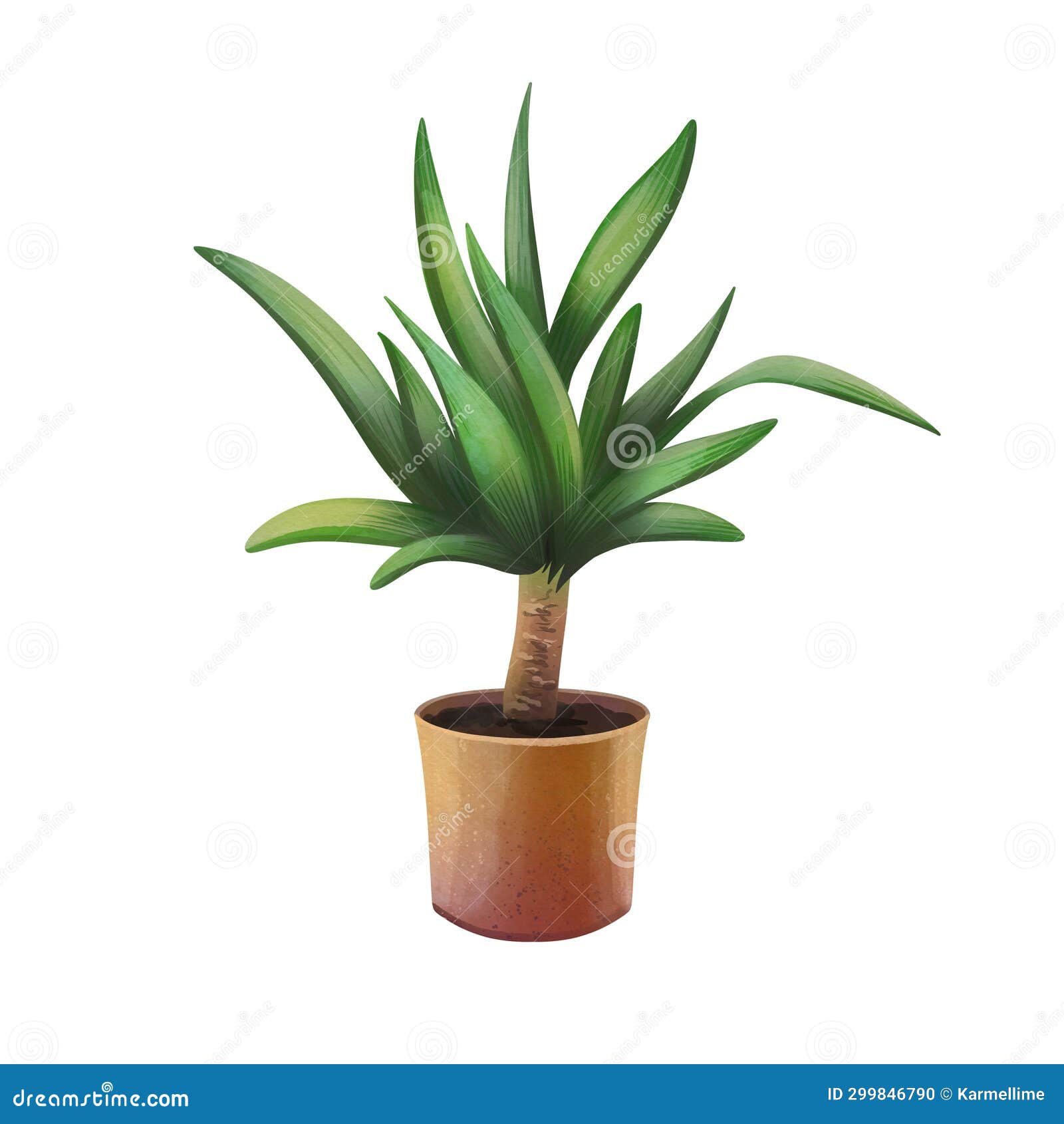 3d Illustration Of Yucca Elata Isolated On White Background Royalty ...