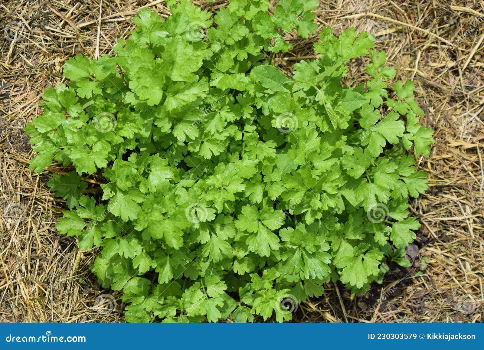 Home Planted Bio Parsley on Garden Photo Stock Image - Image of ...