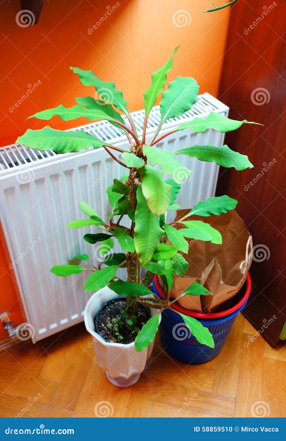 Home plants stock photo. Image of plants, radiator, floor - 58859510
