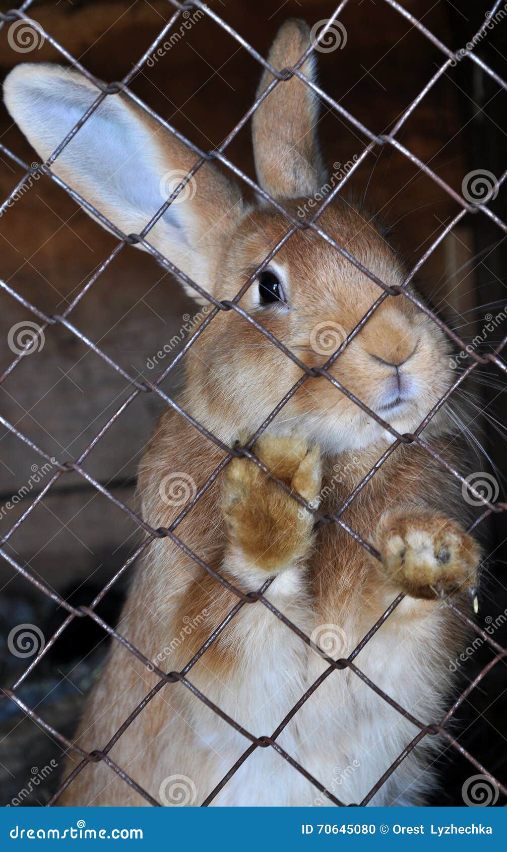 Home rabbit on net_2 stock photo. Image of funny, legs - 70645080