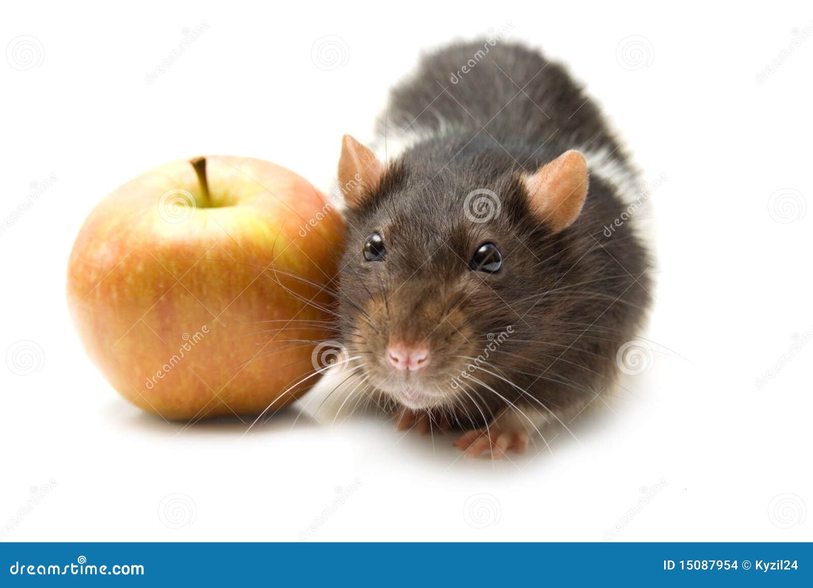 Home rat with apple stock photo. Image of health, white - 15087954