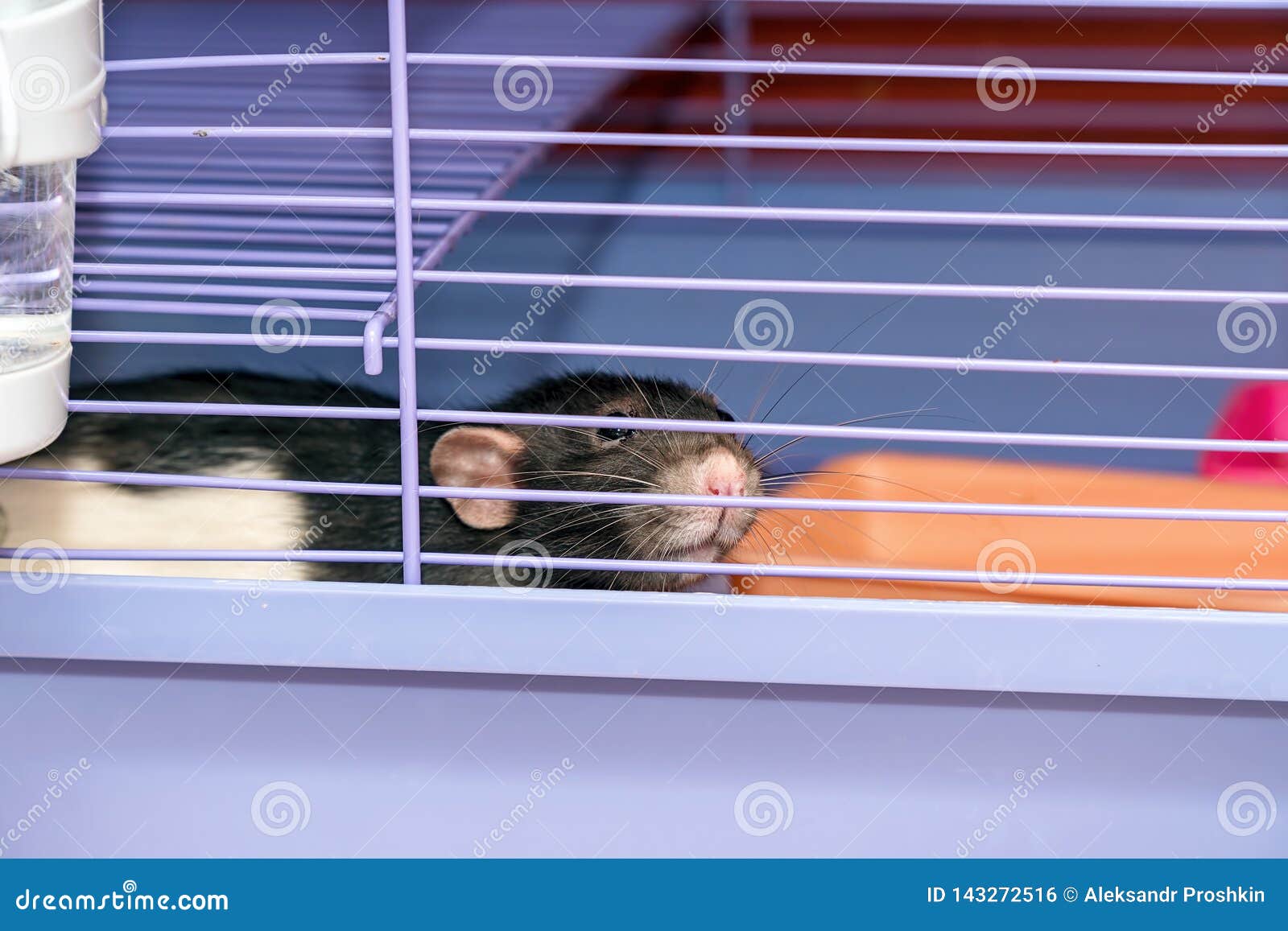 Home Rat with a Mustache Sitting in Cage Stock Photo - Image of ...