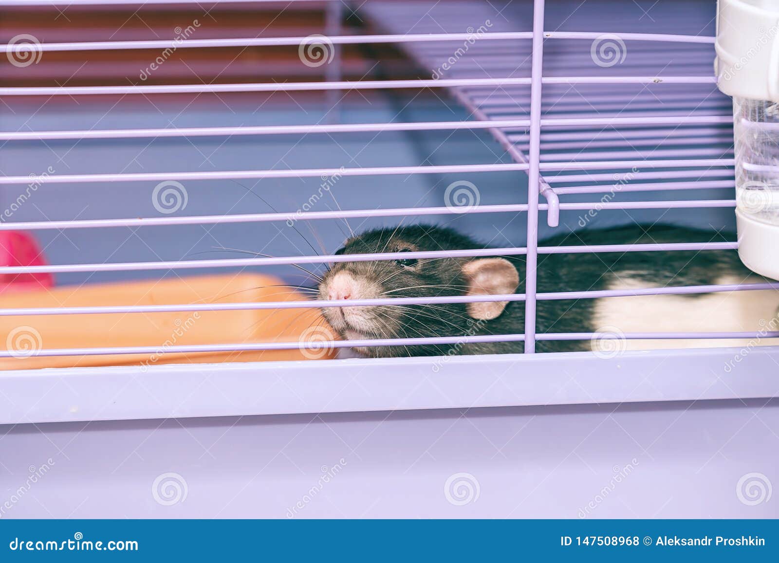 Home Rat with a Mustache Sitting in Cage Stock Photo - Image of cage ...