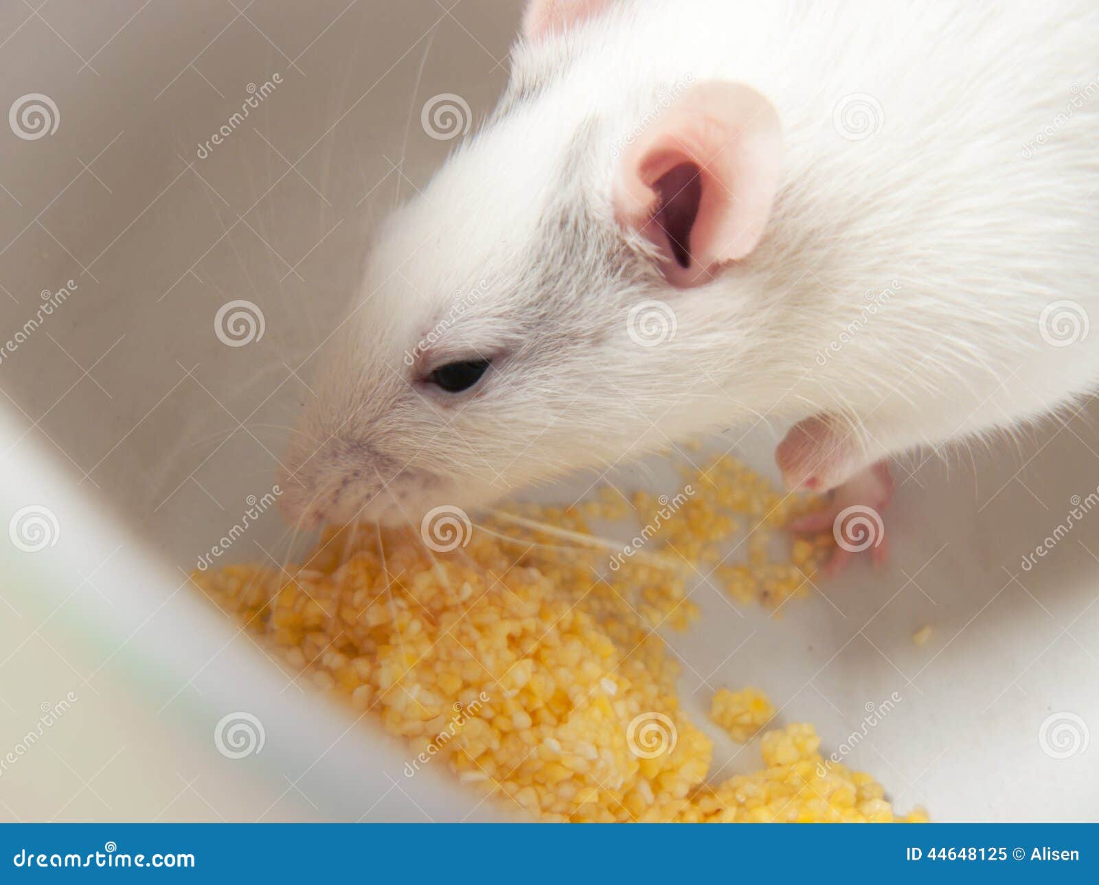 Home rat stock image. Image of fluffy, meal, dumbo, eats - 44648125
