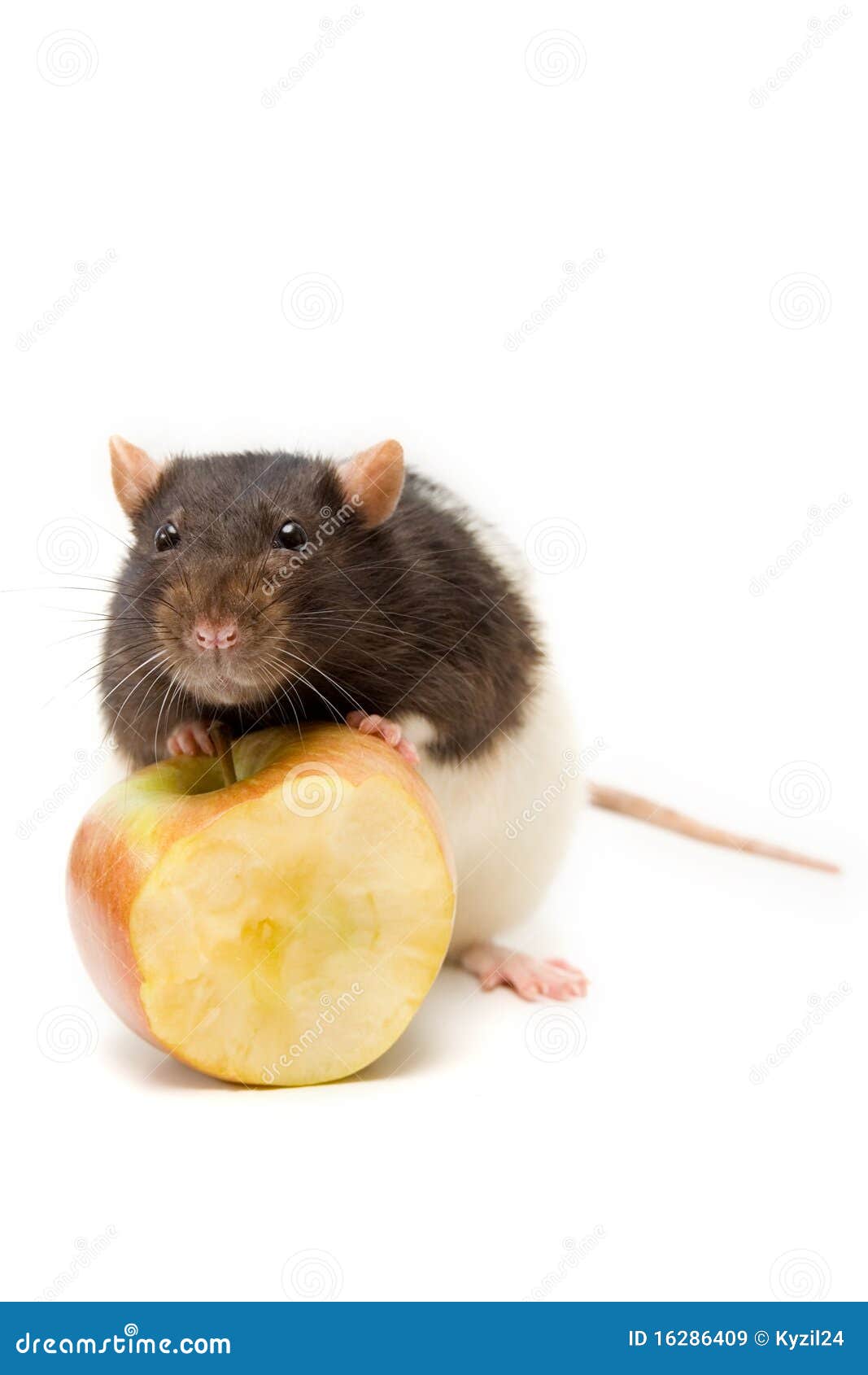 Home rat with yellow apple stock image. Image of home - 16286409