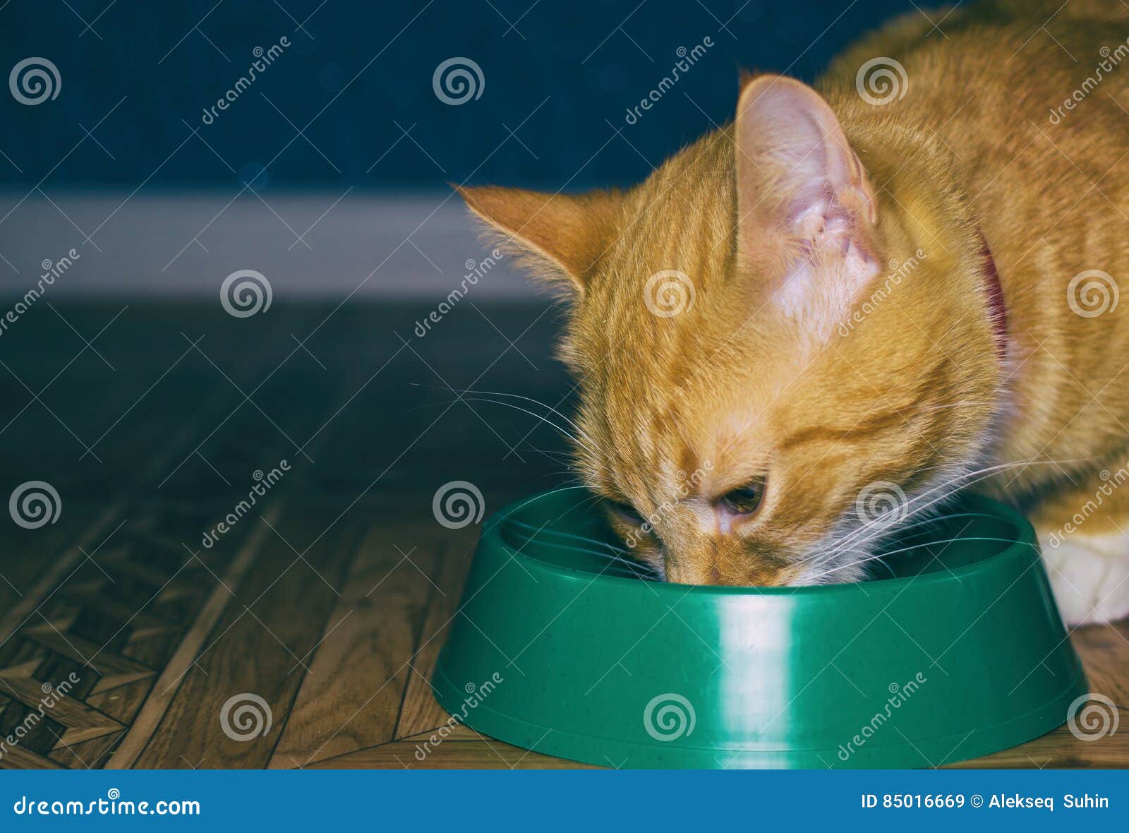 Home red cat eats food stock image. Image of home, healthy - 85016669