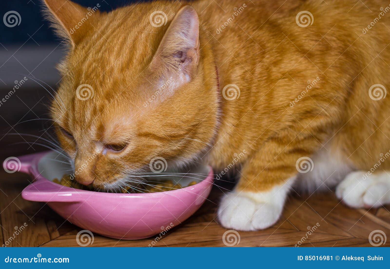 Home red cat eats food stock image. Image of eats, eating - 85016981