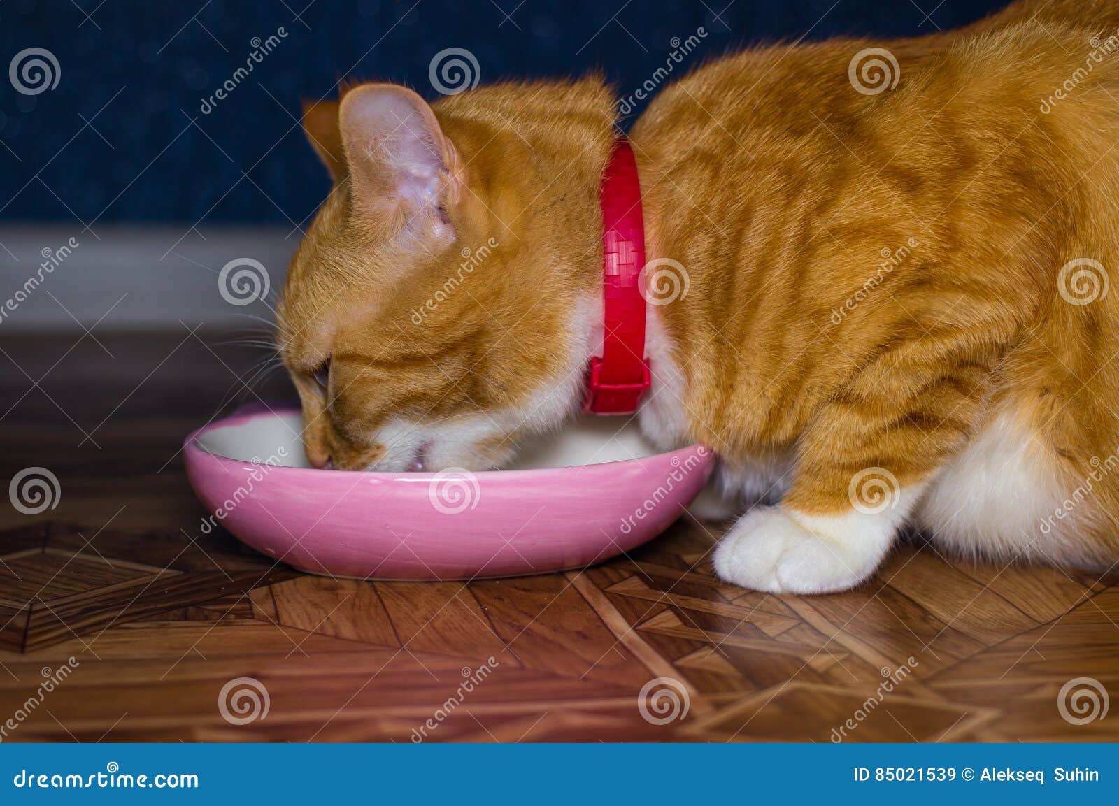 Home red cat eats food stock image. Image of care, closeup - 85021539