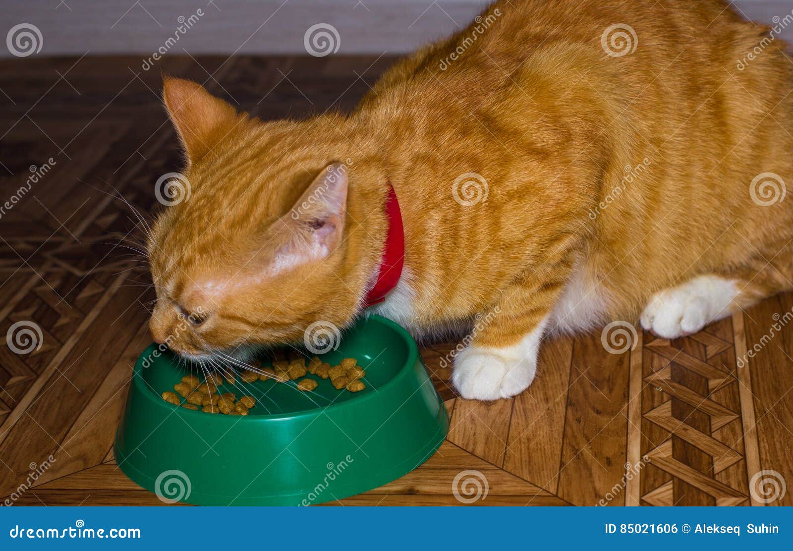 Home red cat eats food stock photo. Image of eating, meal - 85021606