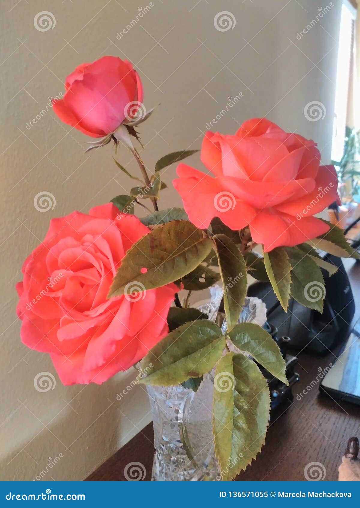 Home red rose stock image. Image of love, pulcherrima - 136571055