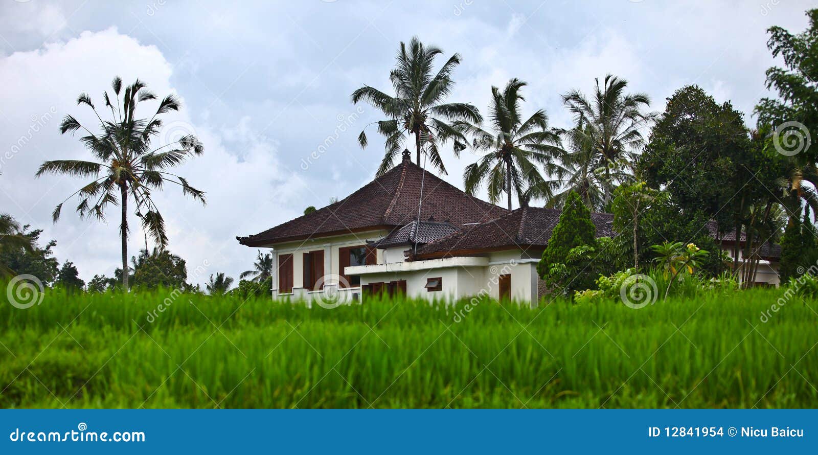 Home in rice field stock photo. Image of palm, irrigation - 12841954