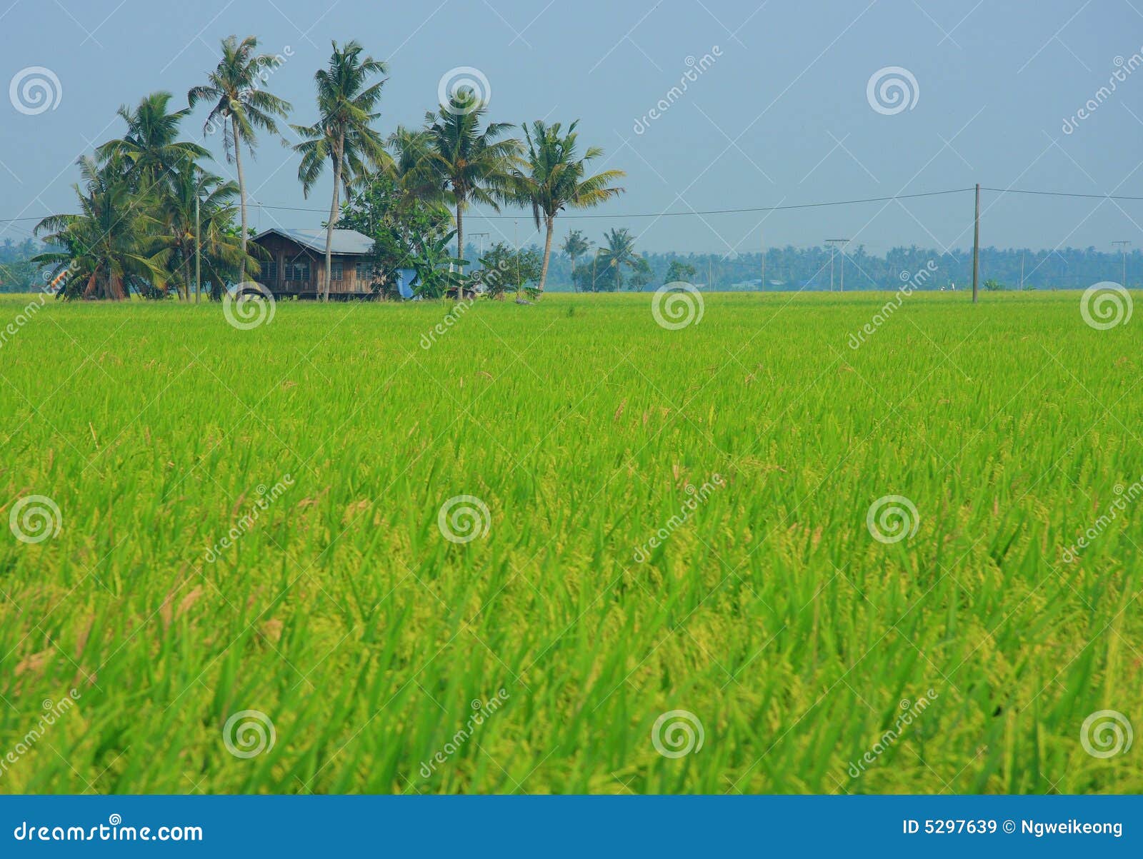 Home at the Rice Paddy Field Stock Image - Image of foliage, grow: 5297639