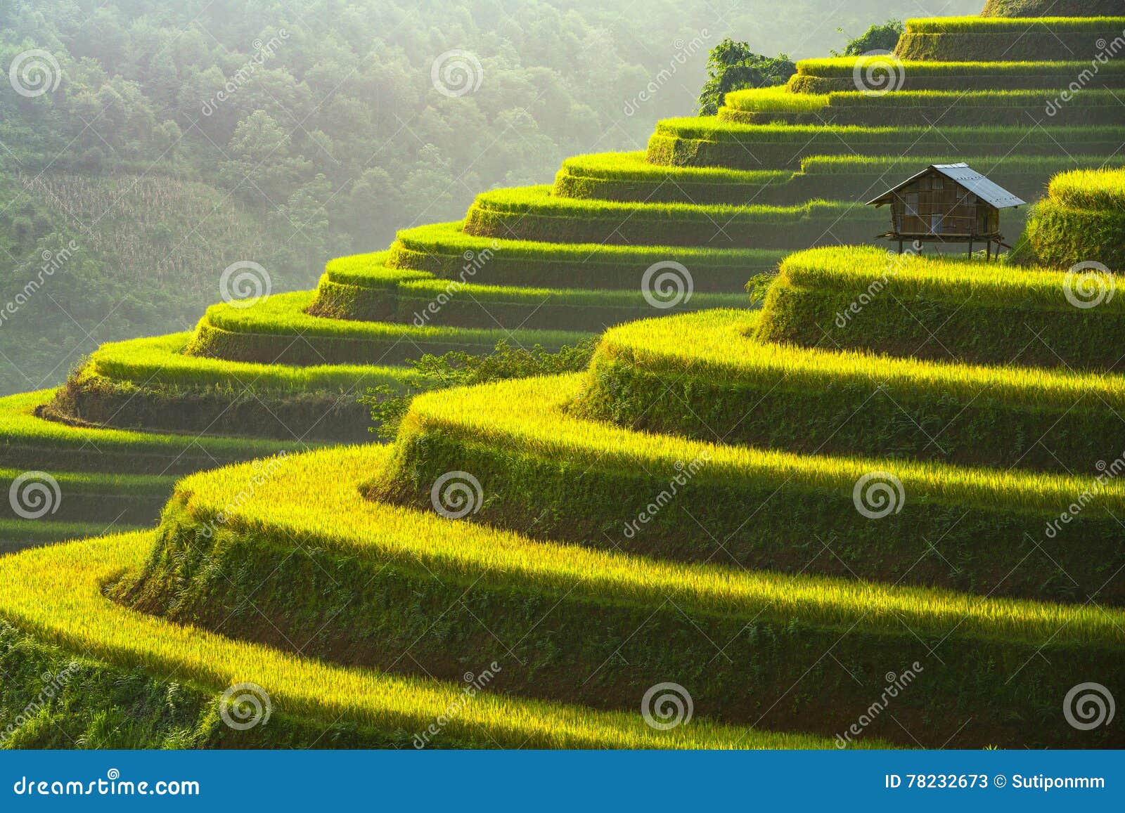 Rice Terrace At Doi Inthanon National Park Chom Thong District Chiang ...