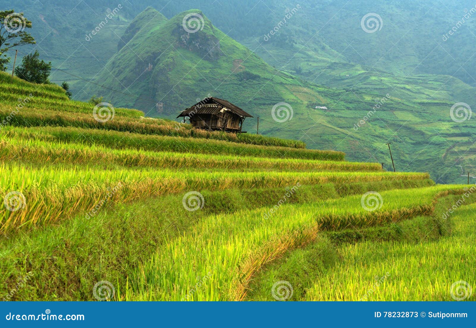 Home on the Rice Terrace Tu Le Stock Image - Image of field, vietnamese ...