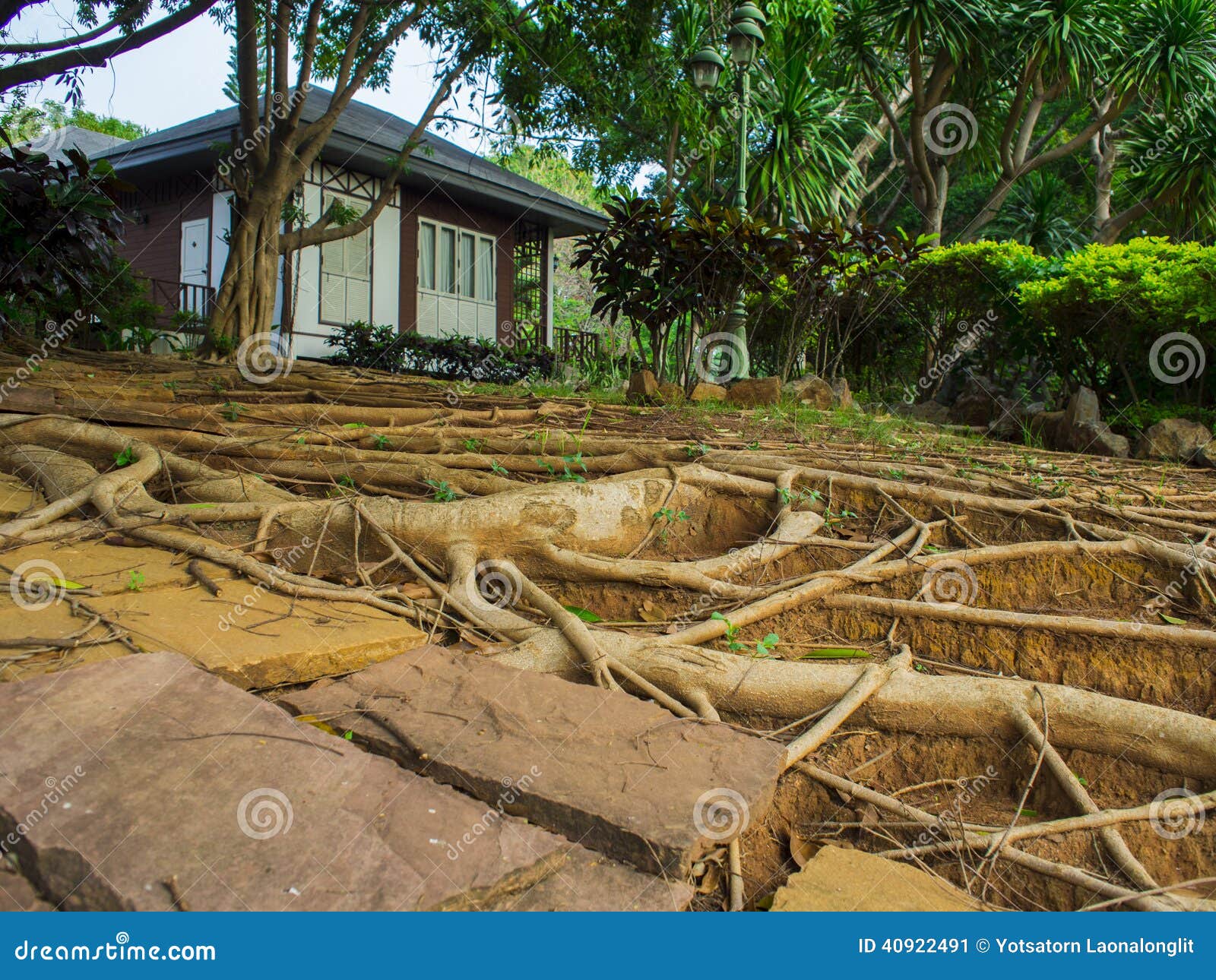 Home and roots stock image. Image of outdoors, trees - 40922491