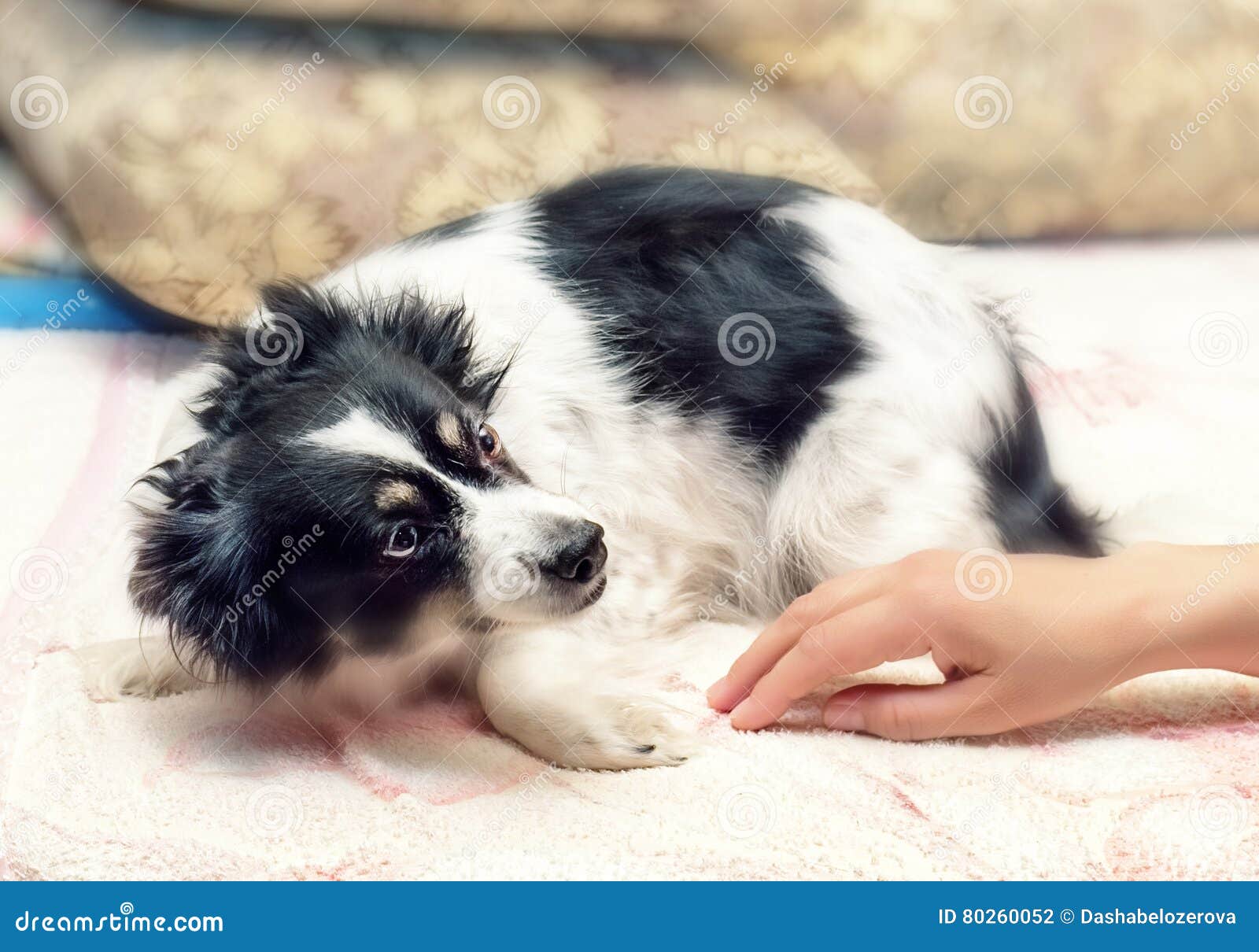 Home scared dog stock photo. Image of sweet, animal, bulldog - 80260052