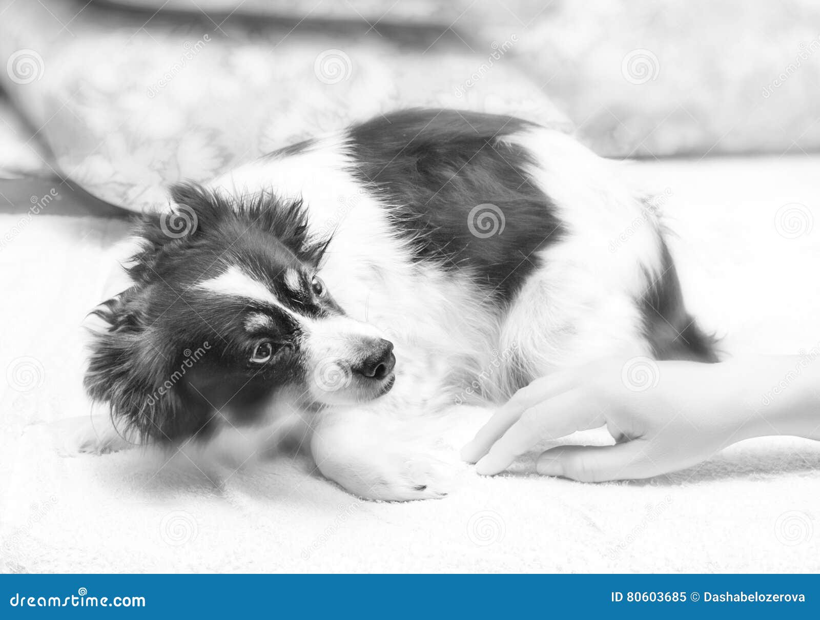 Home scared dog stock image. Image of animal, breed, studio - 80603685