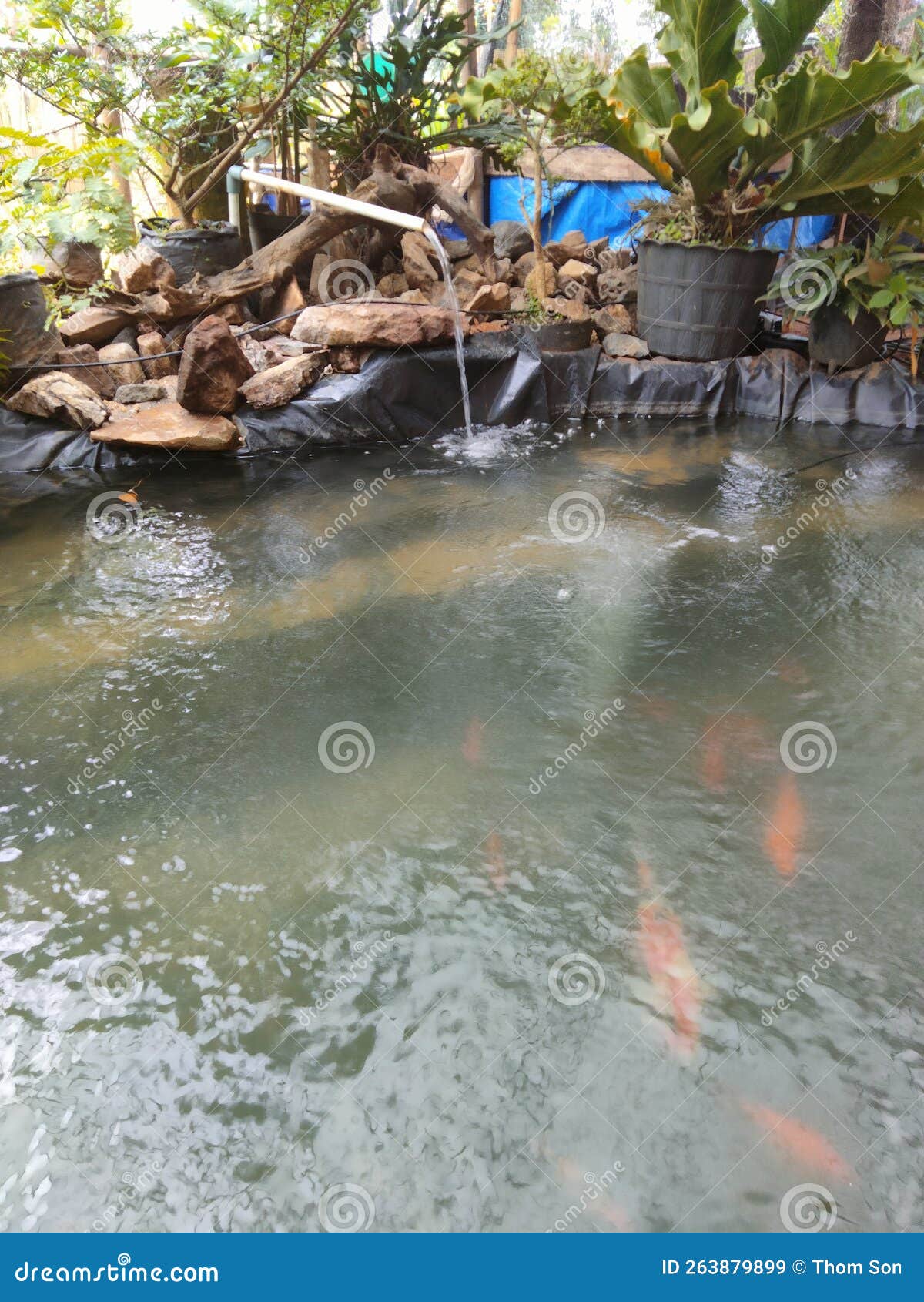Home Simple Fish Pond Hatchery Stock Image - Image of jungle, simple ...