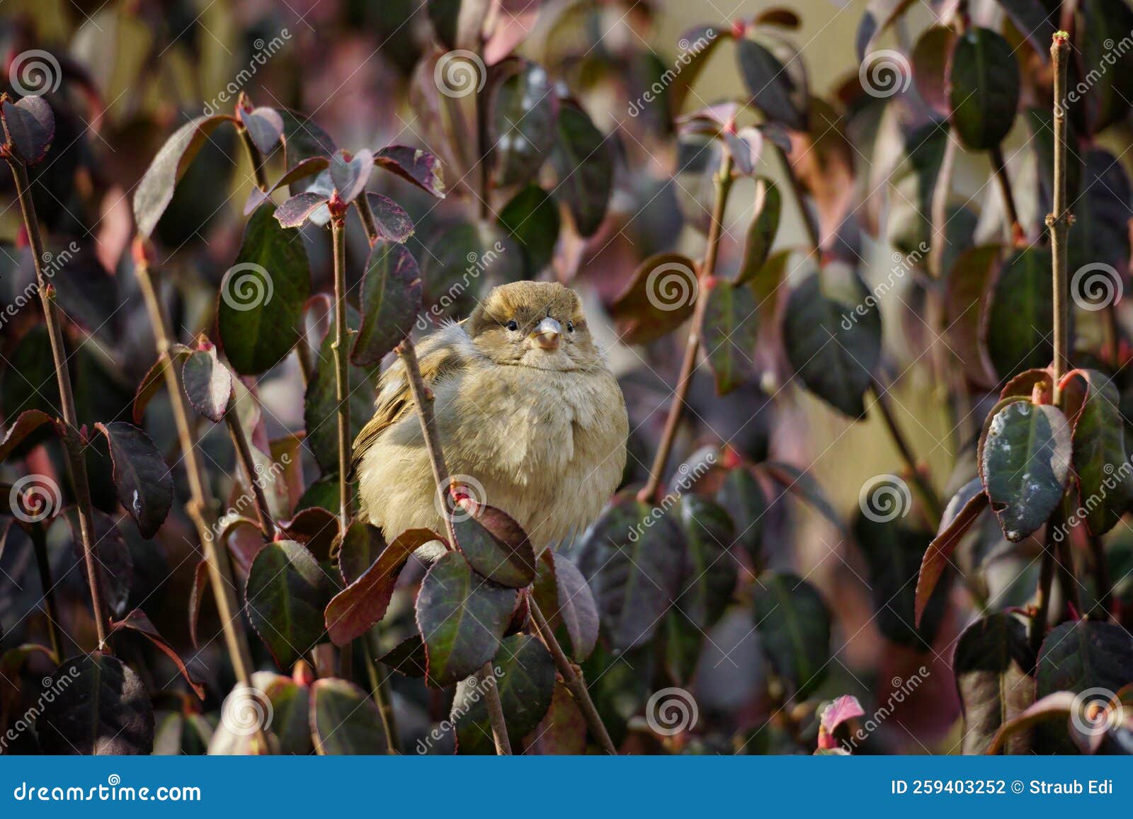 Home sparrow in the bushes stock photo. Image of hihing - 259403252
