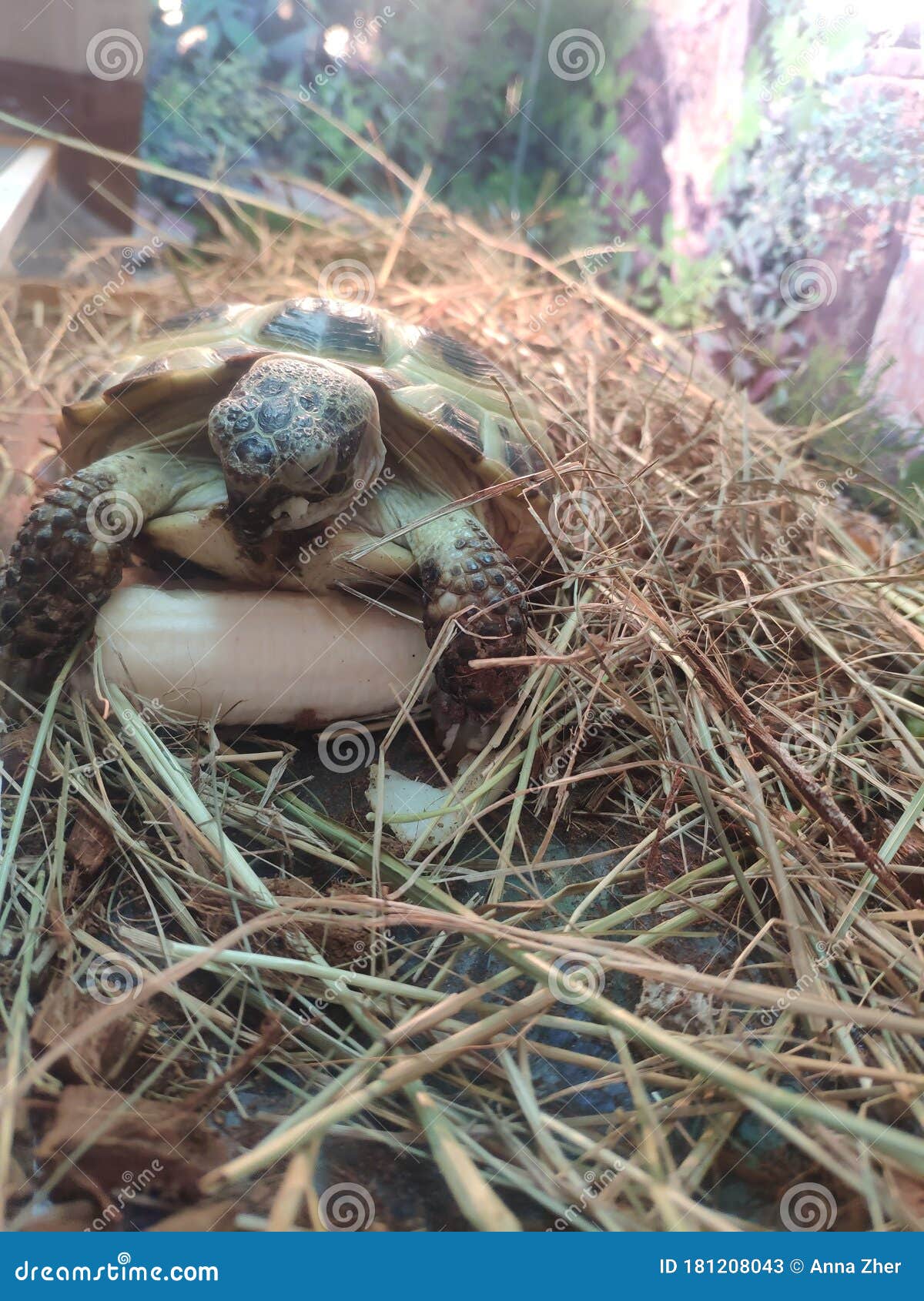 Home Steppe Turtle in the Terrarium Stock Image - Image of tree ...
