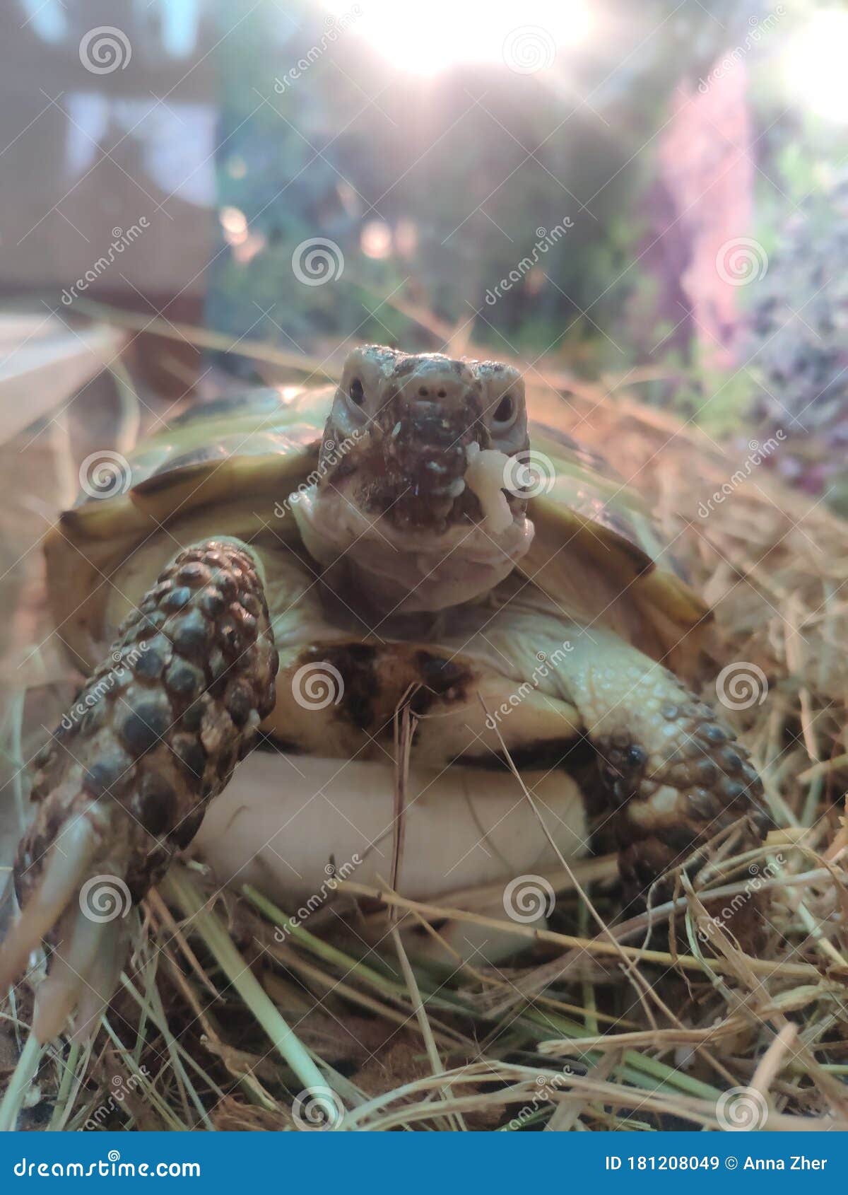 Home Steppe Turtle in the Terrarium Stock Image - Image of amphibian ...