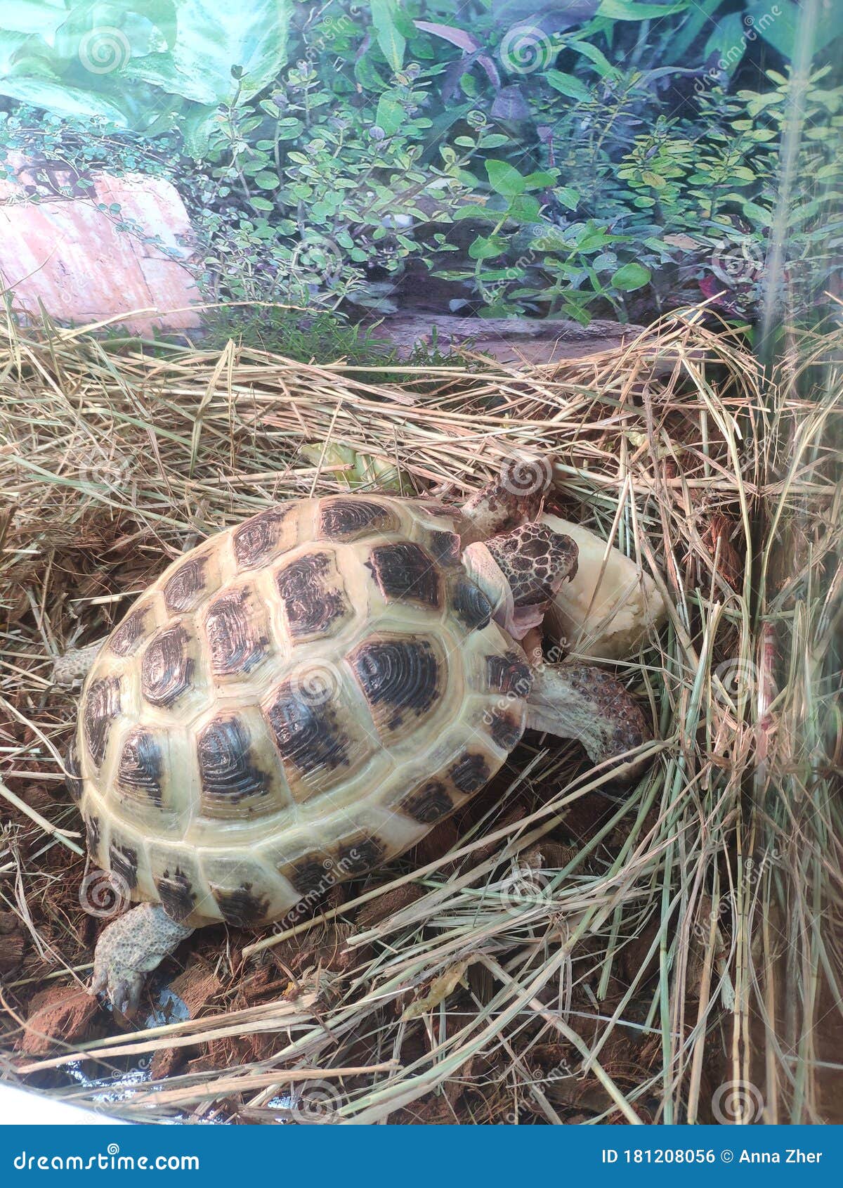 Home Steppe Turtle in the Terrarium Stock Photo - Image of serpent ...