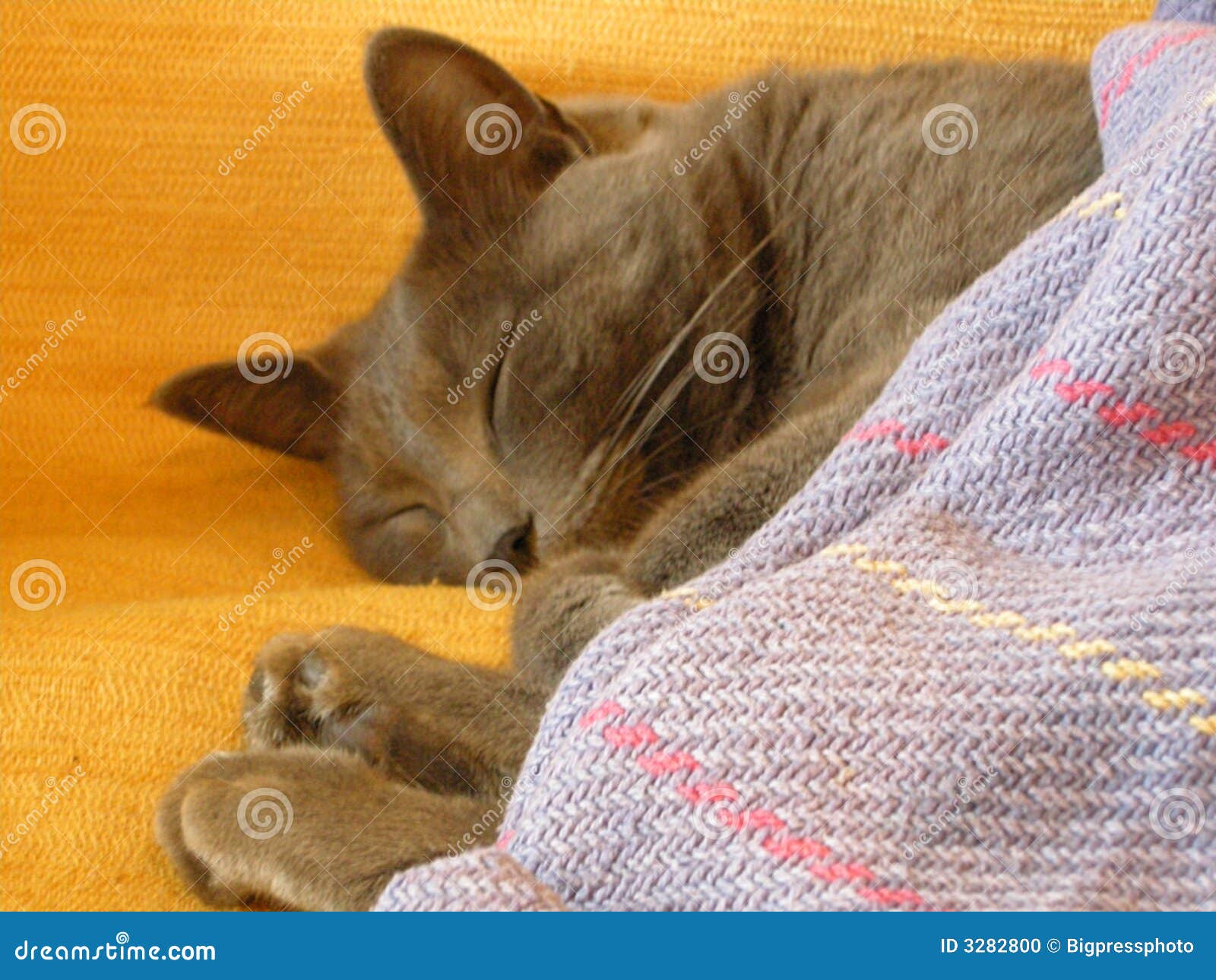 Home sweet home Cat stock photo. Image of relax, sleep - 3282800