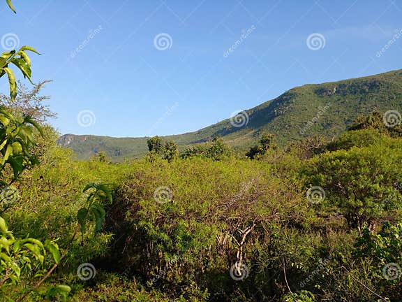 Home Swt Home Mfangano the Cutest Stock Photo - Image of mfangano ...