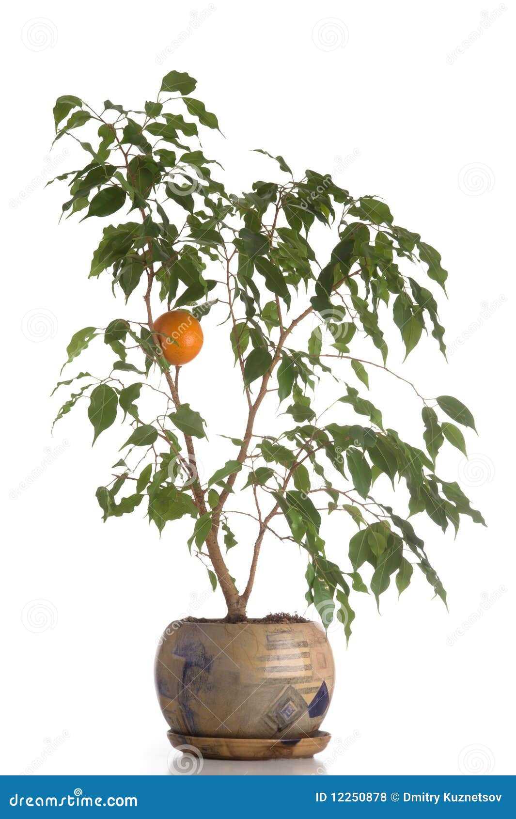 Home tree in a pot stock photo. Image of cultivated, color - 12250878