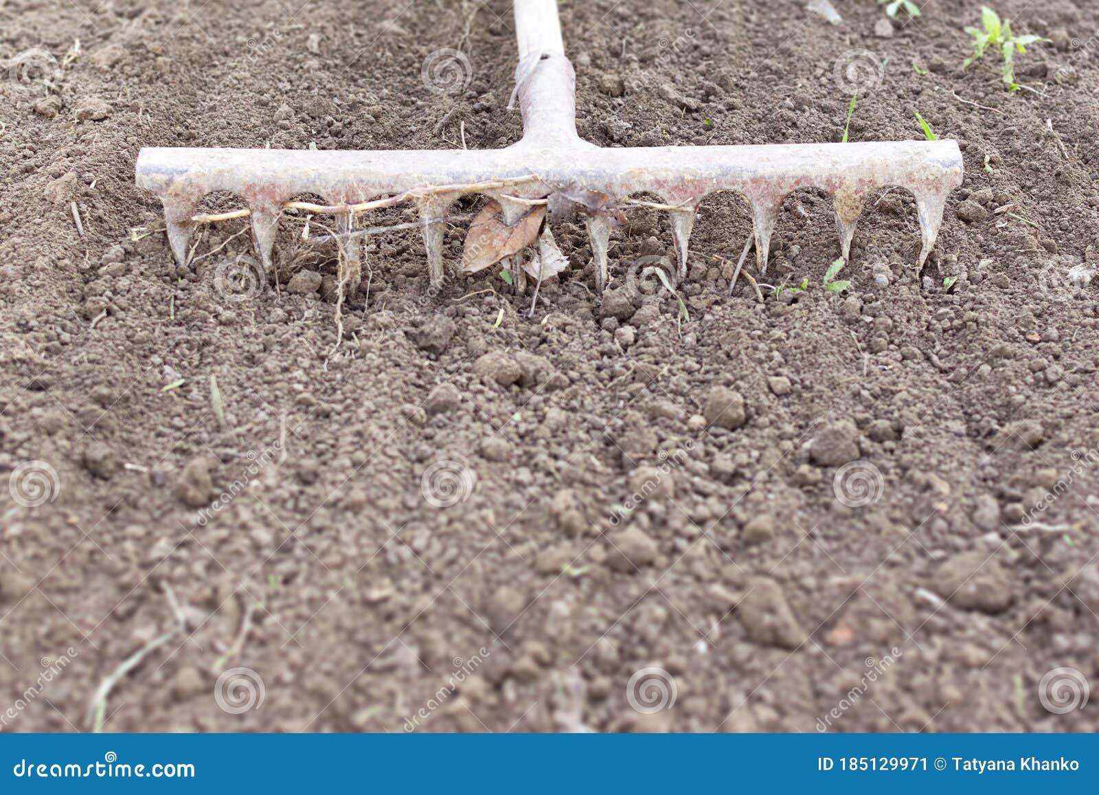 A Home Vegetable Garden Being Prepared for Planting. Rake in the Garden ...