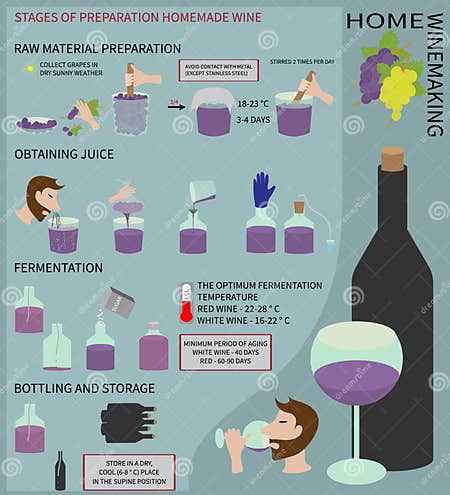 Home Winemaking. Wine from Grapes. Infographics. Stock Illustration ...