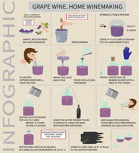 Home Winemaking. Wine from Grapes. Infographics. Stock Illustration ...